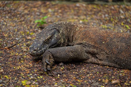 Varanus Komodoensis: Evolution, Habitat, and Conservation