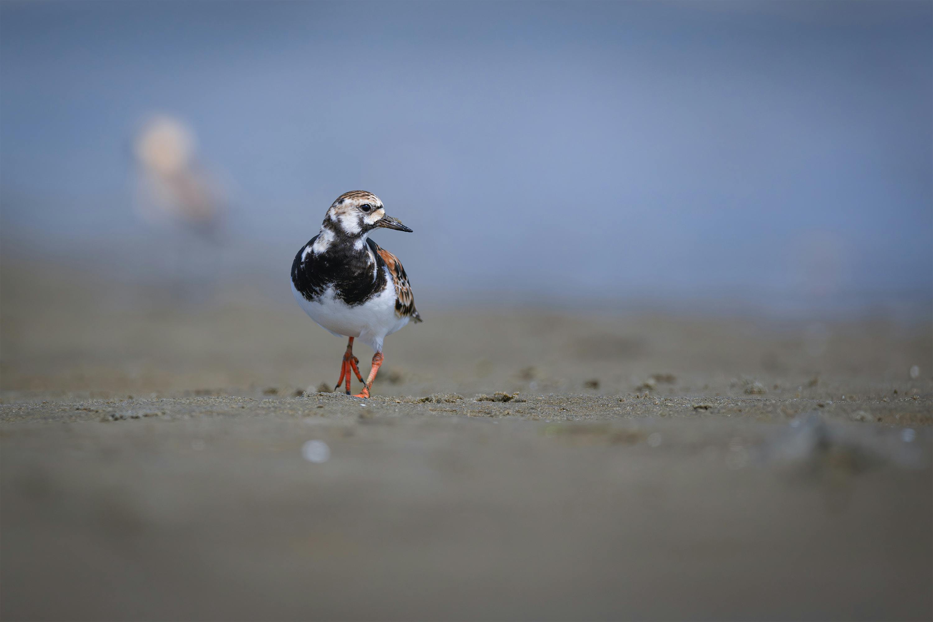 Vuelvepiedras Rojizo En La Orilla De Sandy Beach · Foto de stock gratuita