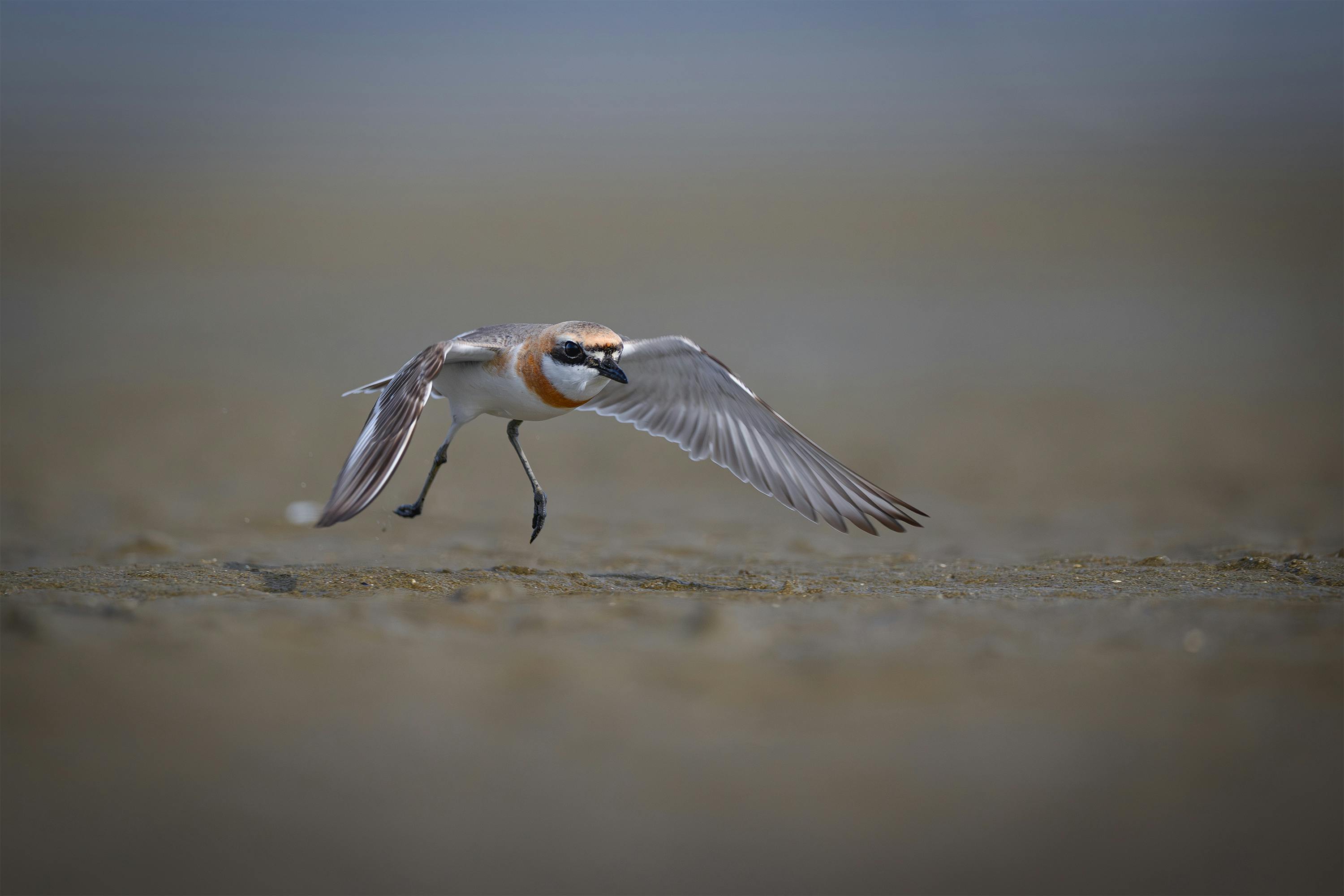 Dynamic Capture of a Sand Plover in Flight · Free Stock Photo