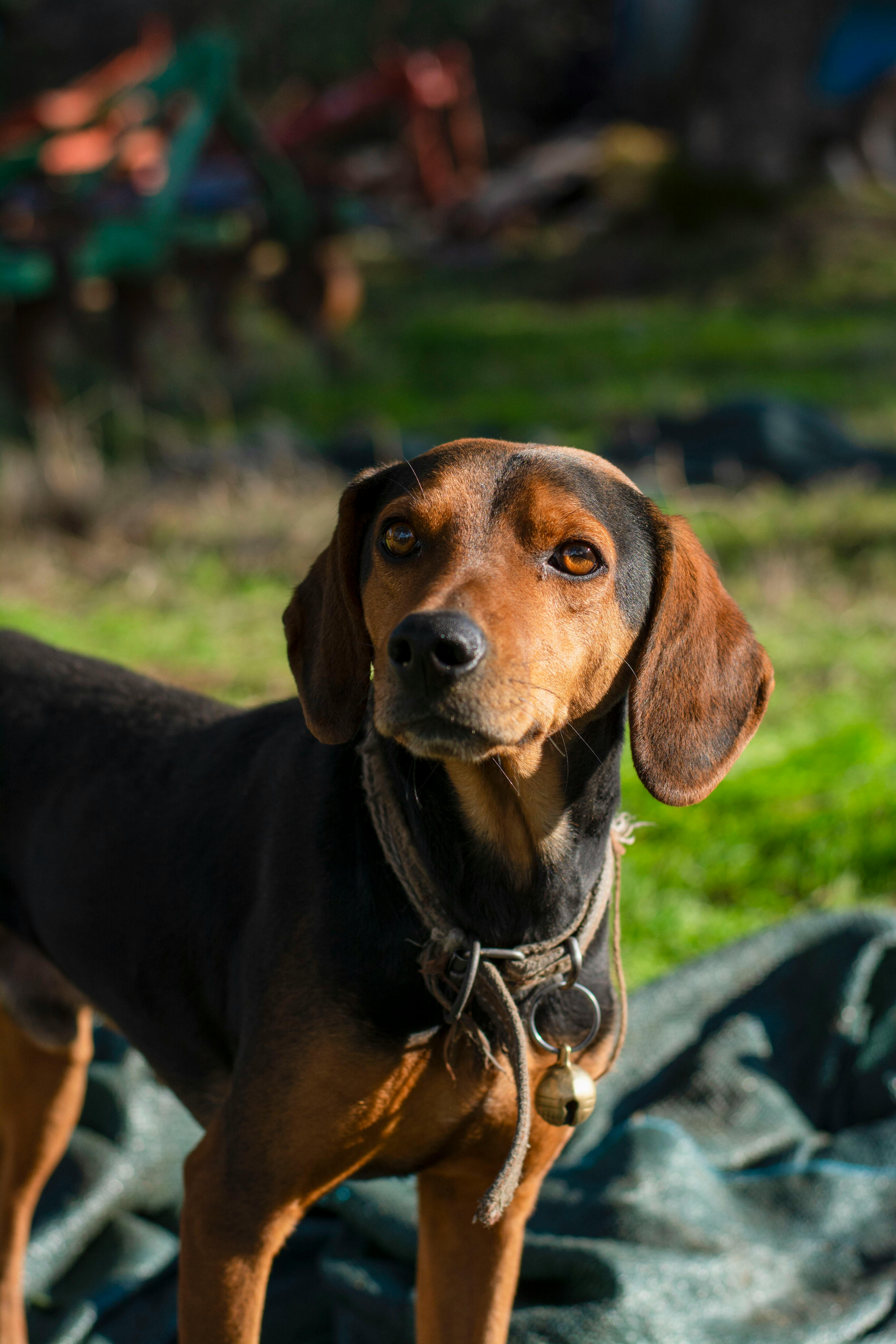 Brown and Black Dog Outdoors in Sunny Garden · Free Stock Photo
