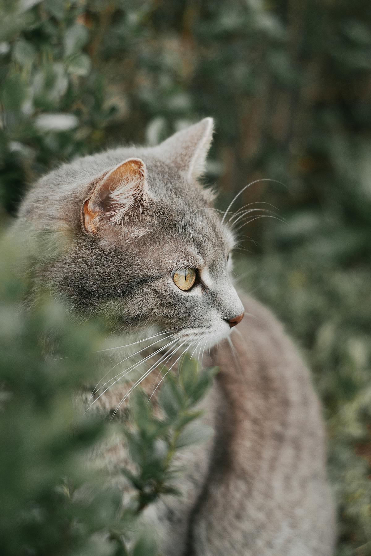 Cat Pfp Photos, Download The BEST Free Cat Pfp Stock Photos & HD Images