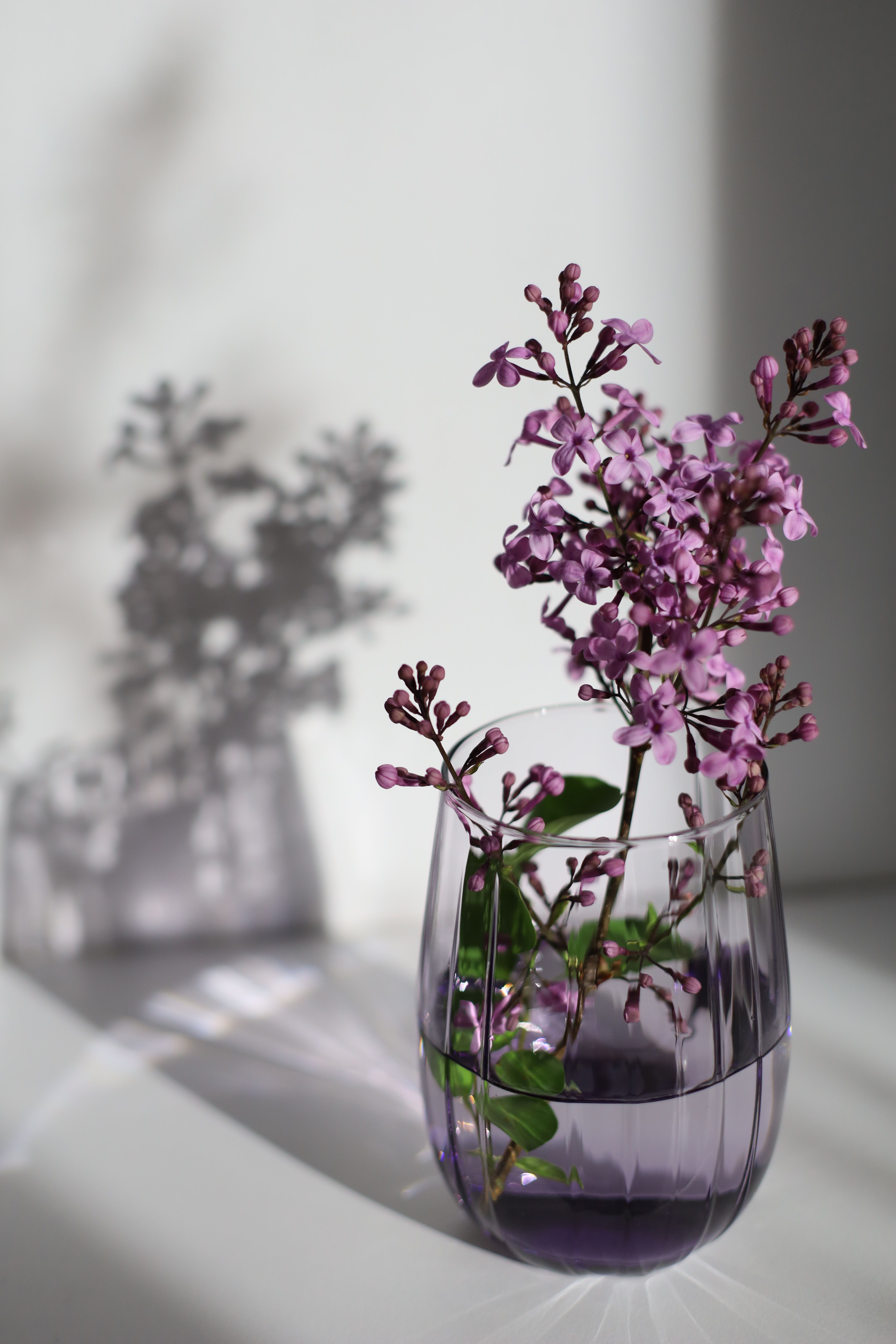 Nature Light Shadow Photos, Download The BEST Free Nature Light Shadow ...