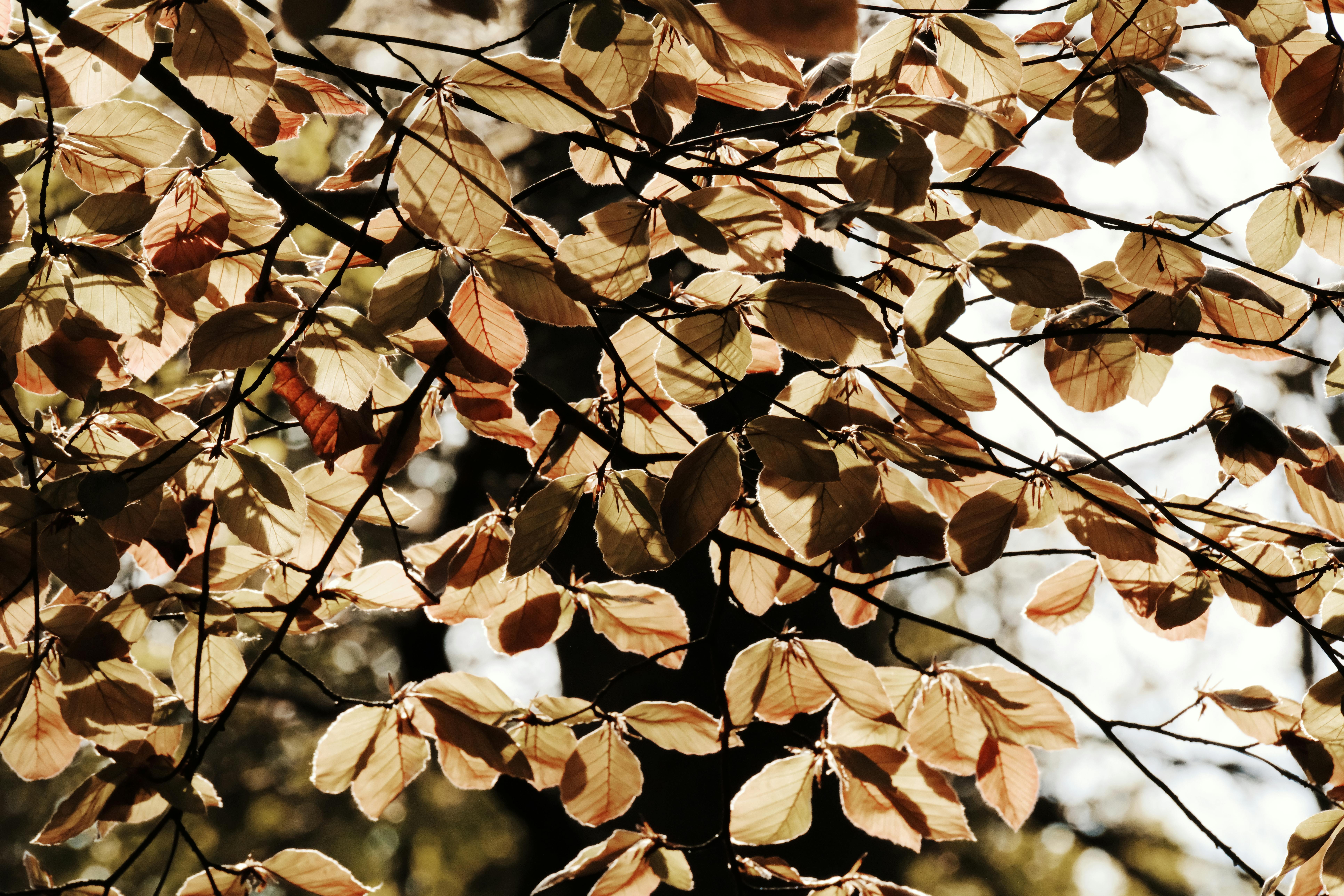Beech Texture Photos, Download The BEST Free Beech Texture Stock Photos ...