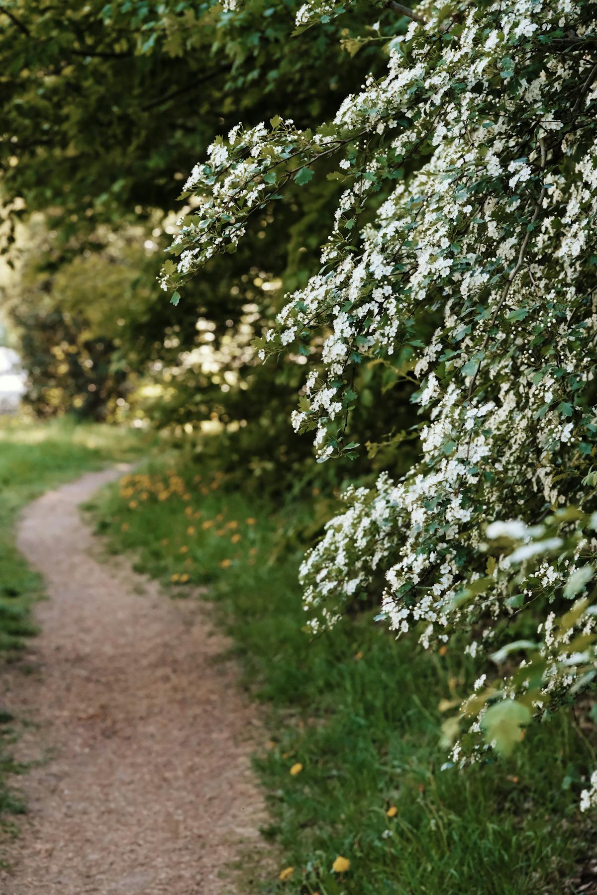 124.958+ Fotos y Imágenes de Sendero Gratis · Banco de Fotos Gratis