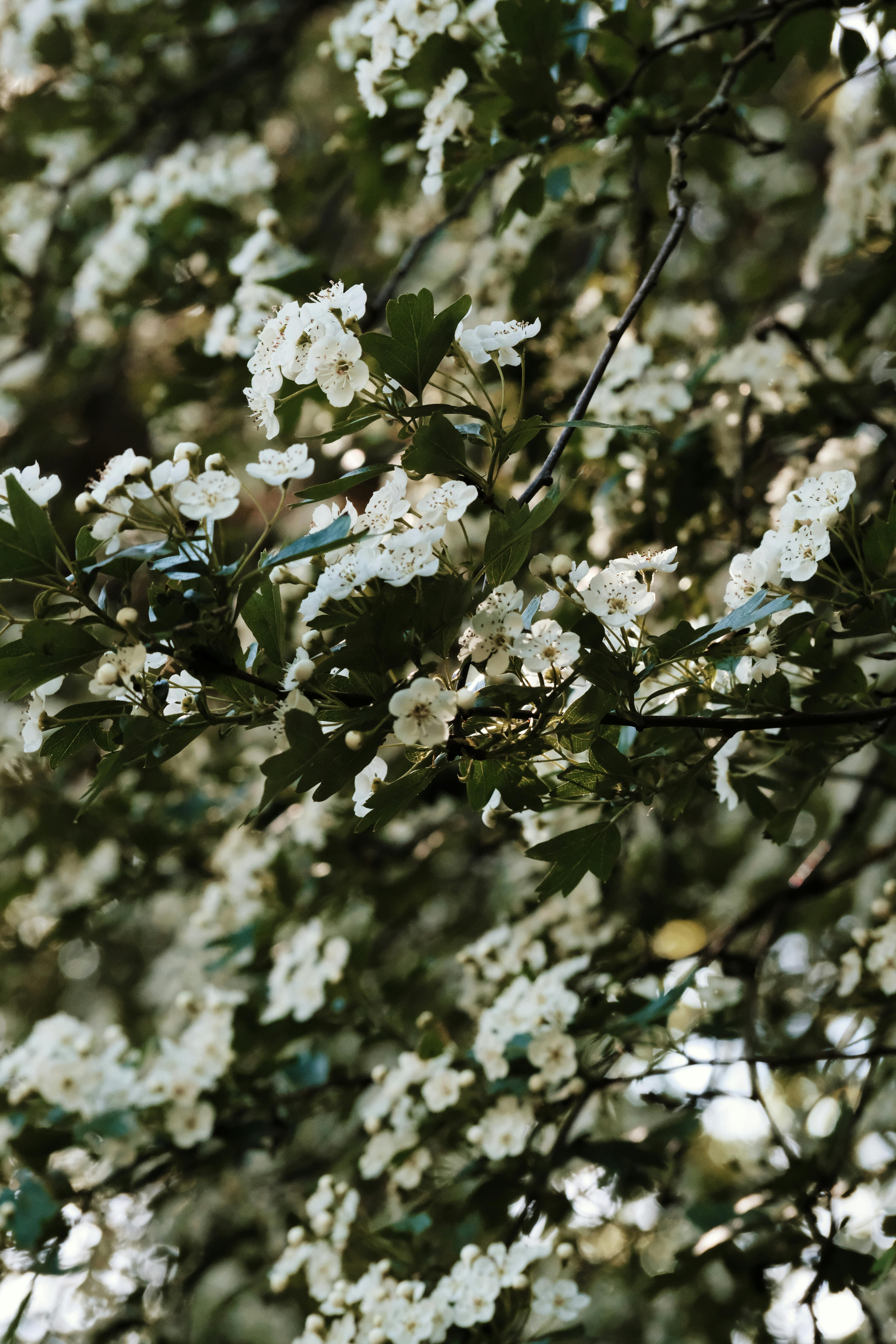 Tree Photo For Manuplation Photos, Download The BEST Free Tree Photo ...