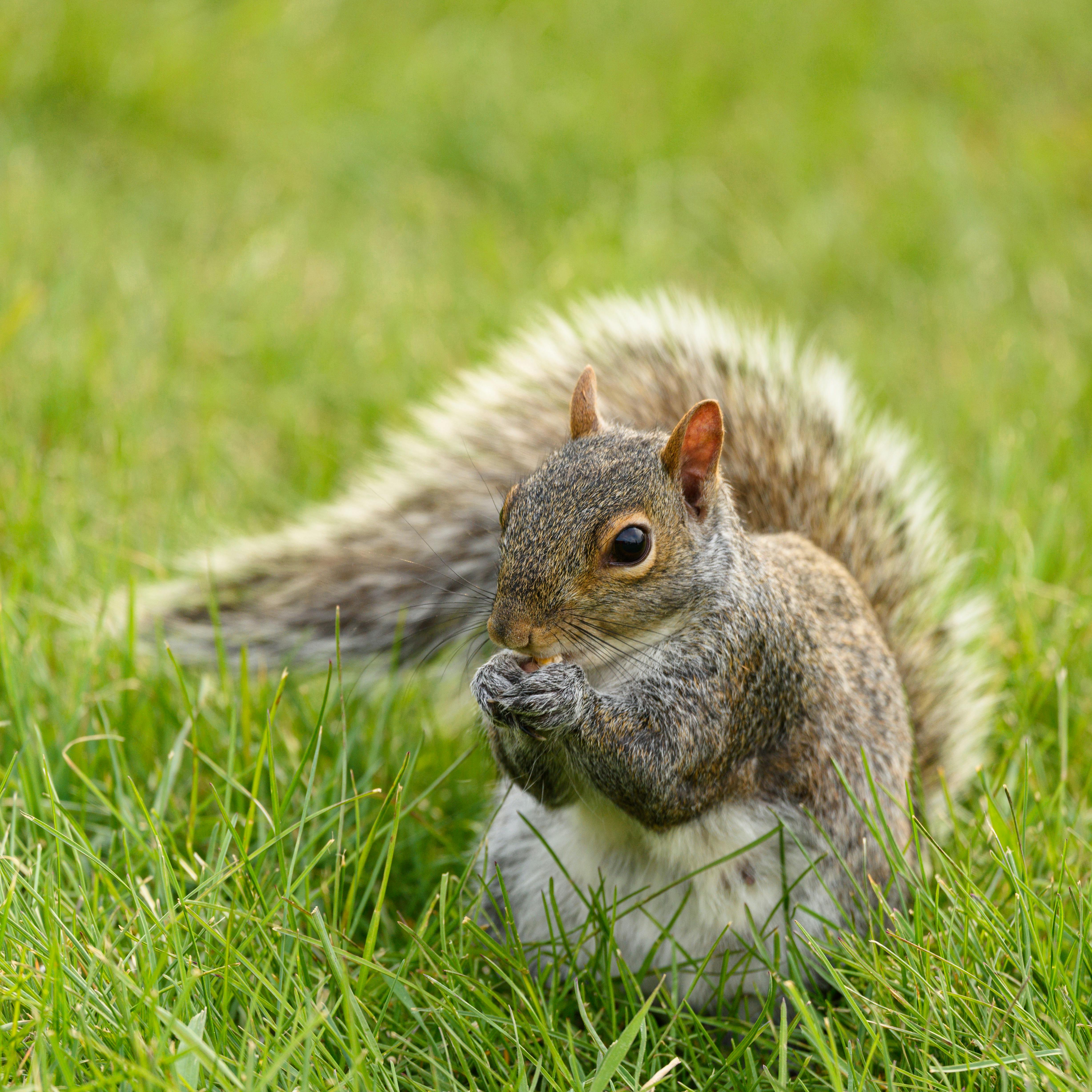 Eating Nature Photos, Download The BEST Free Eating Nature Stock Photos ...