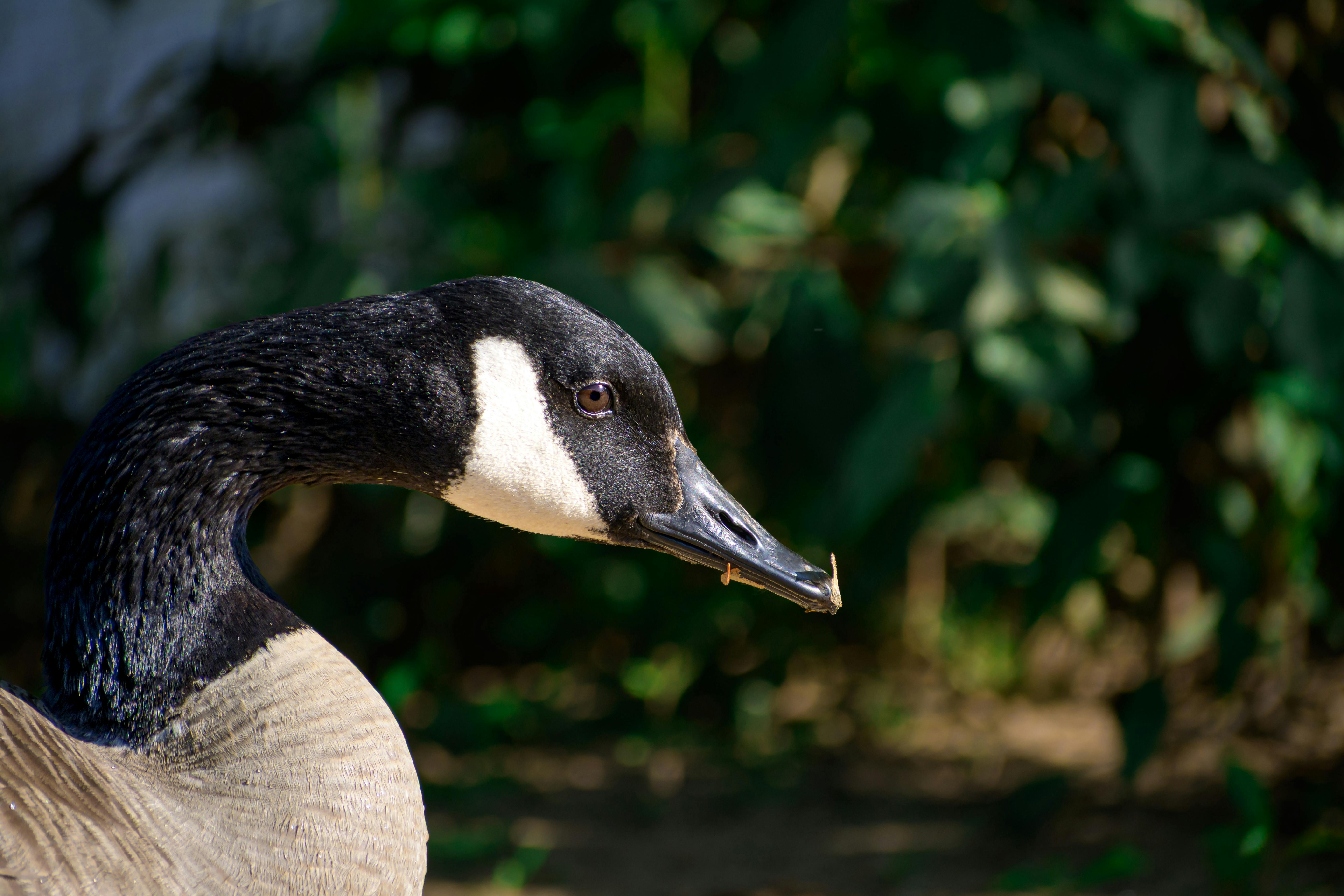 Close-up Portrait of a Canada Goose in Nature · Free Stock Photo