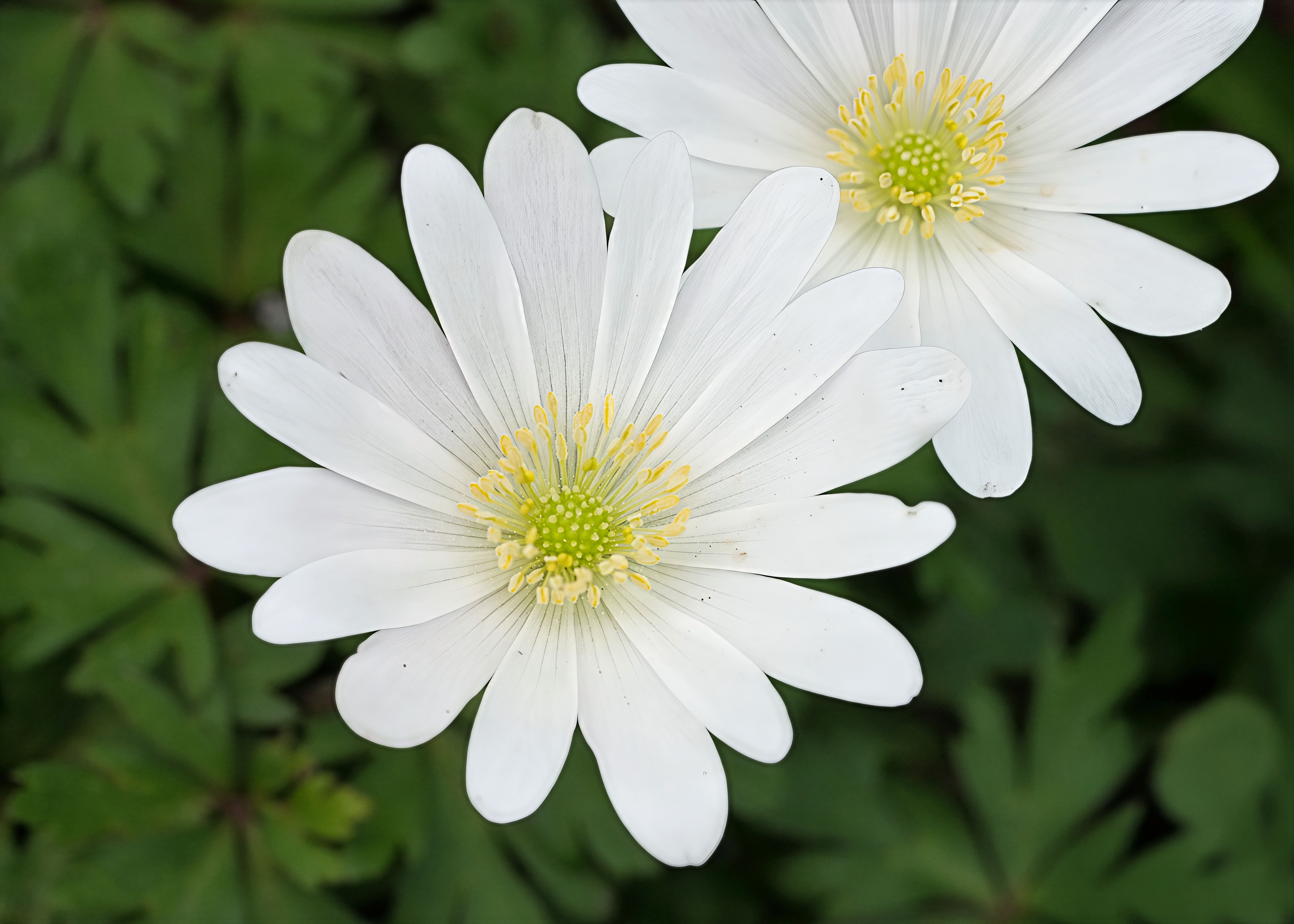 White Anemone Flowers in Darien Garden · Free Stock Photo