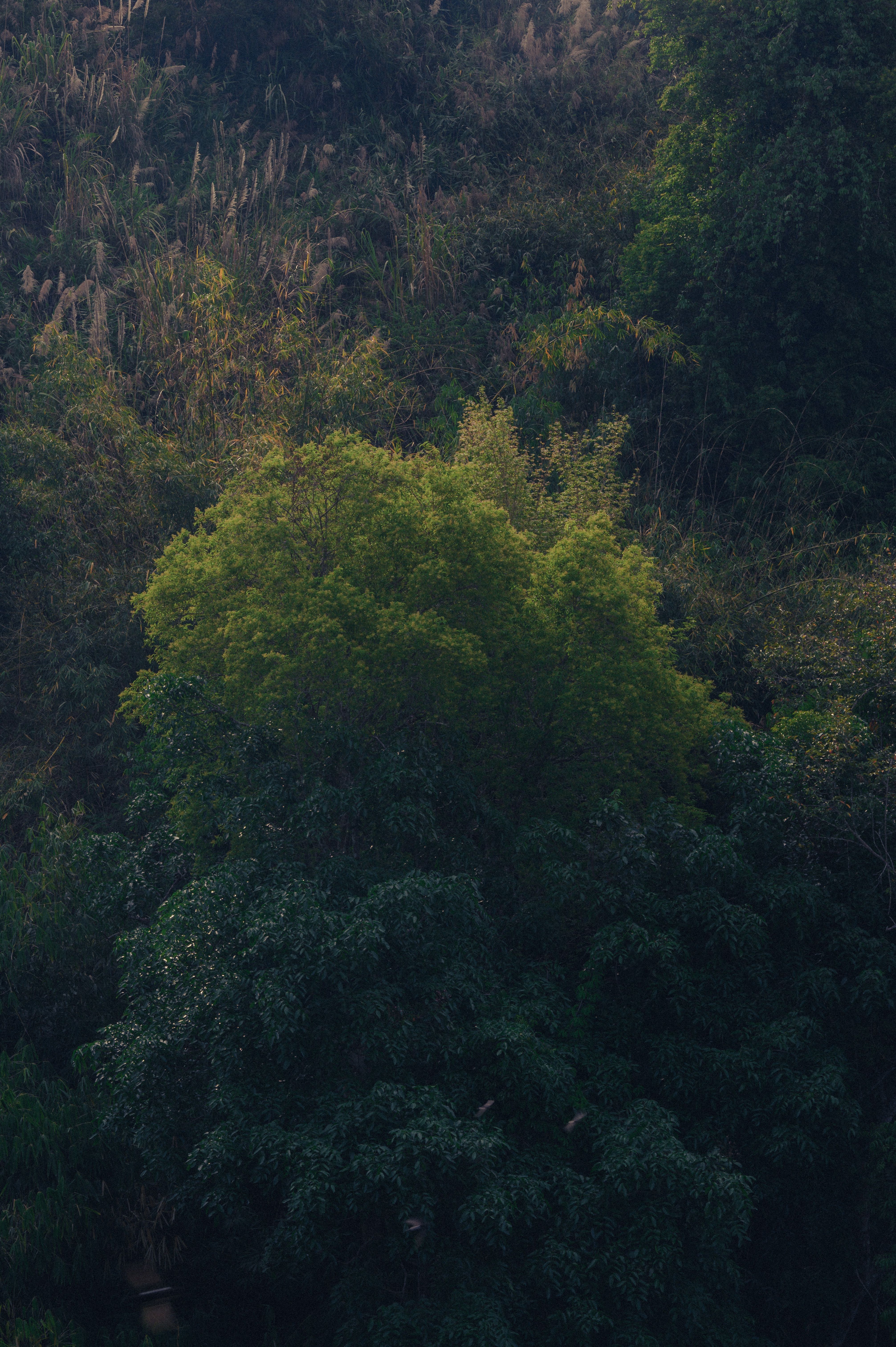 Green Nature Photos, Download The BEST Free Green Nature Stock Photos ...