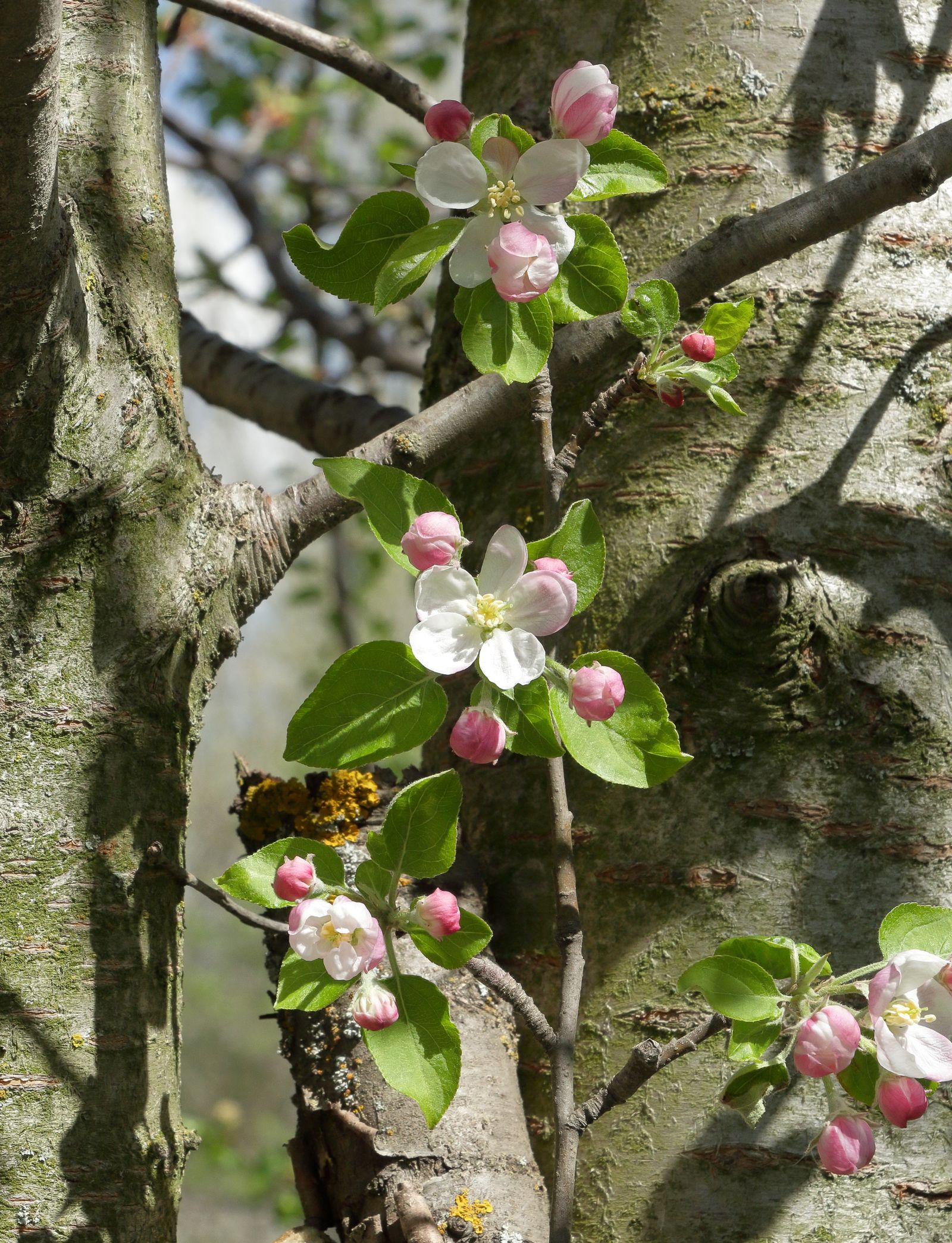 Apple Tree Photos, Download The BEST Free Apple Tree Stock Photos & HD ...