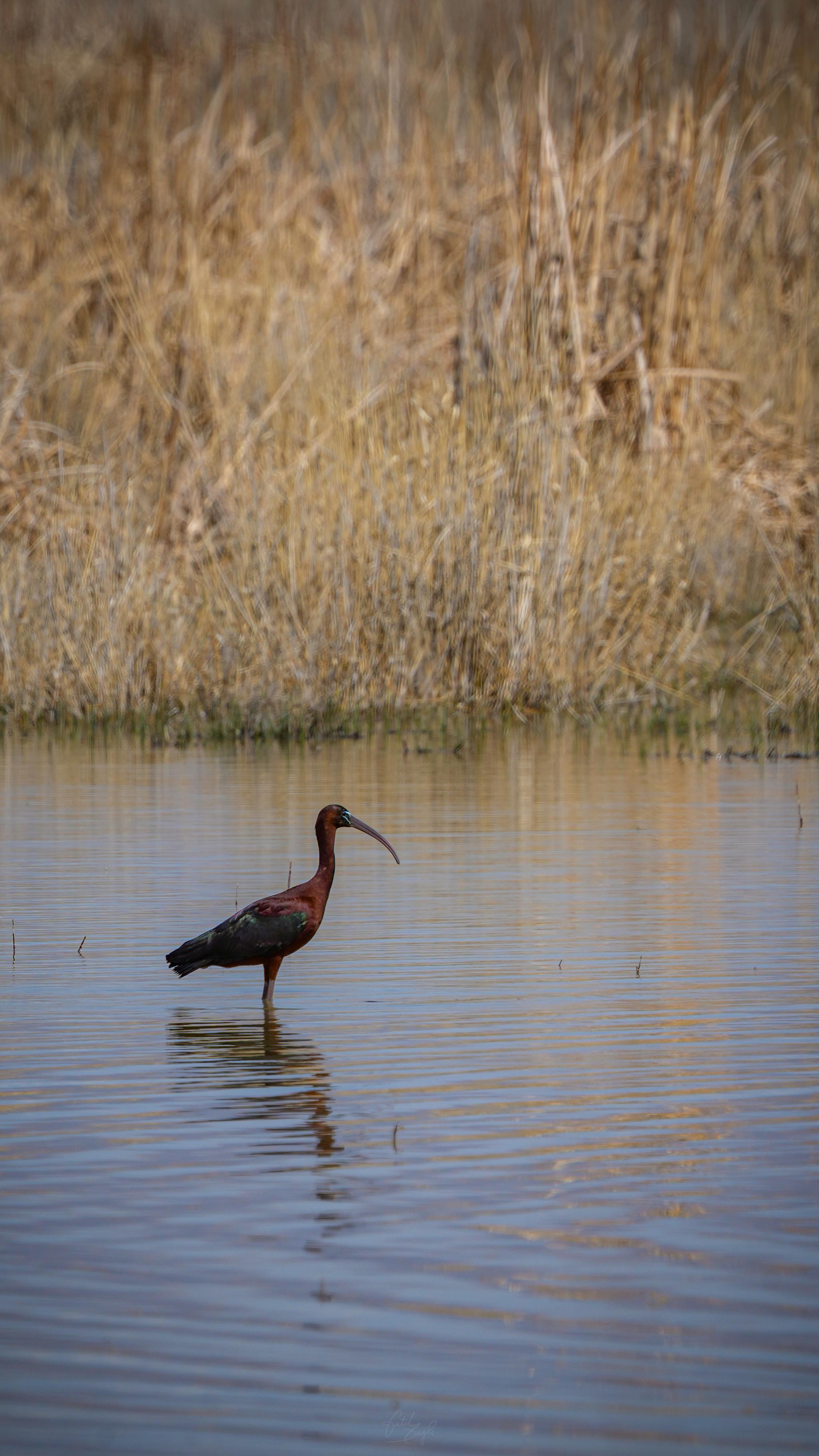 Glossy Ibis Standing in Wetland Habitat · Free Stock Photo