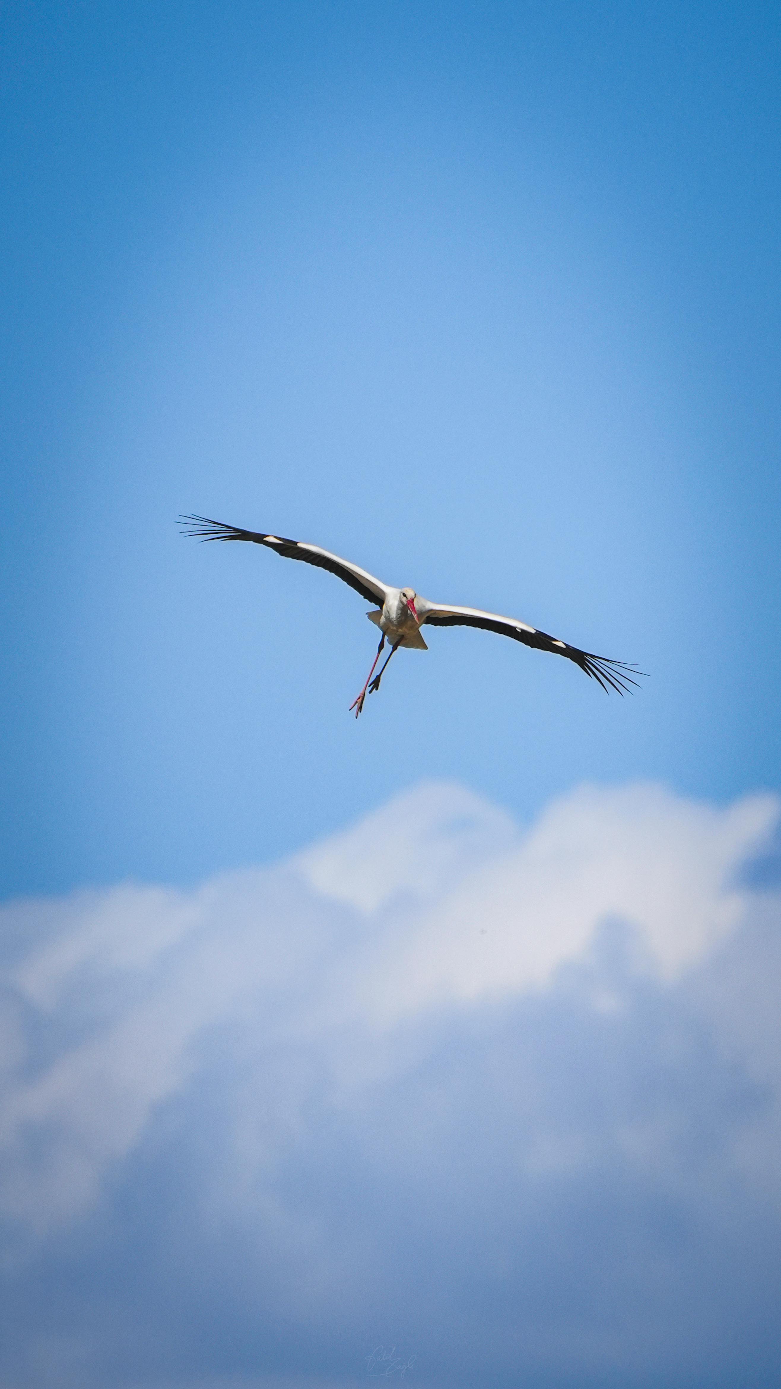 Majestic White Stork Soaring Against Blue Sky · Free Stock Photo