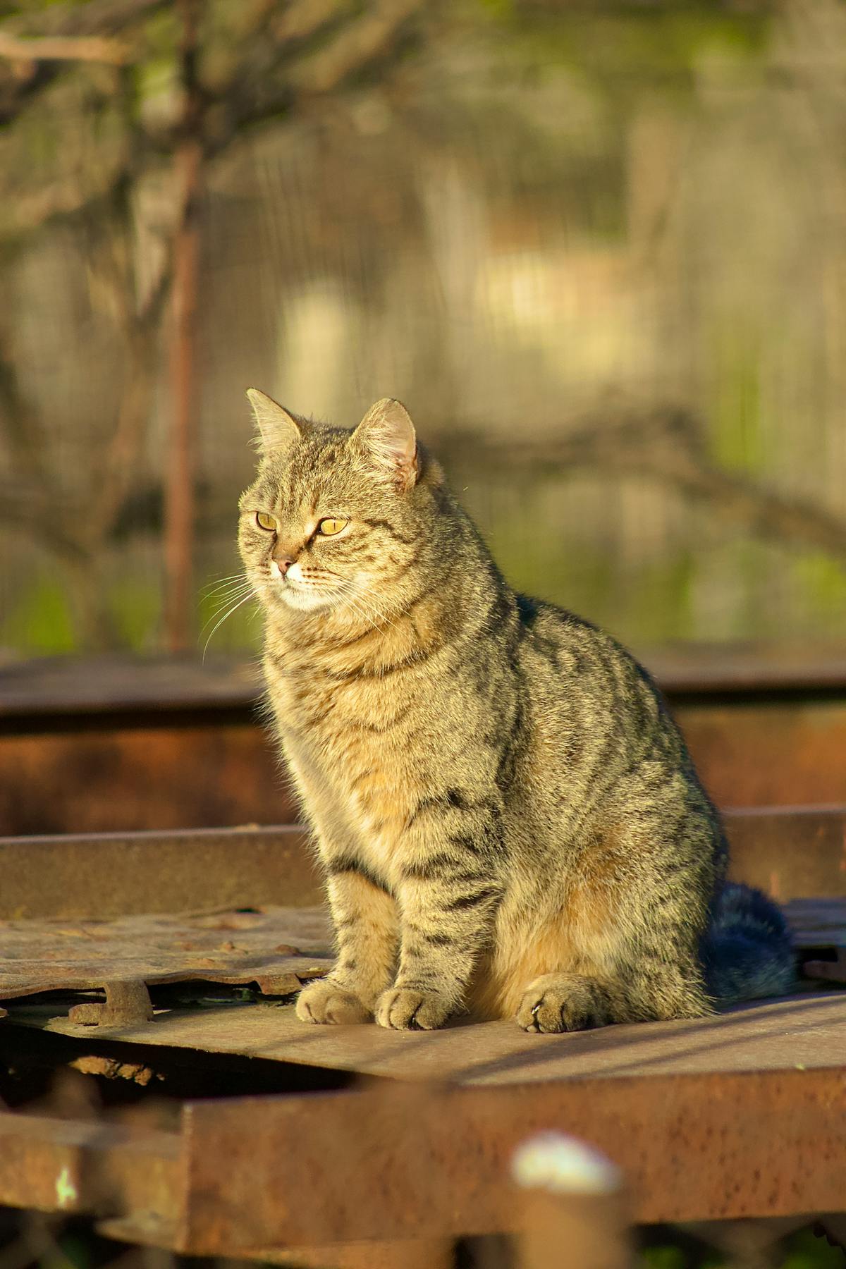 Cat Pfp Photos, Download The BEST Free Cat Pfp Stock Photos & HD Images