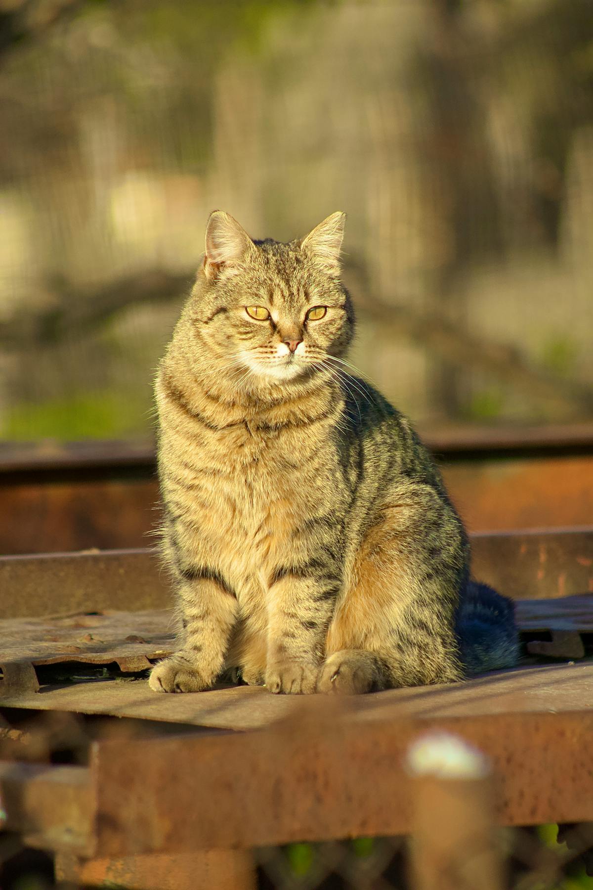 Cat Pfp Photos, Download The BEST Free Cat Pfp Stock Photos & HD Images