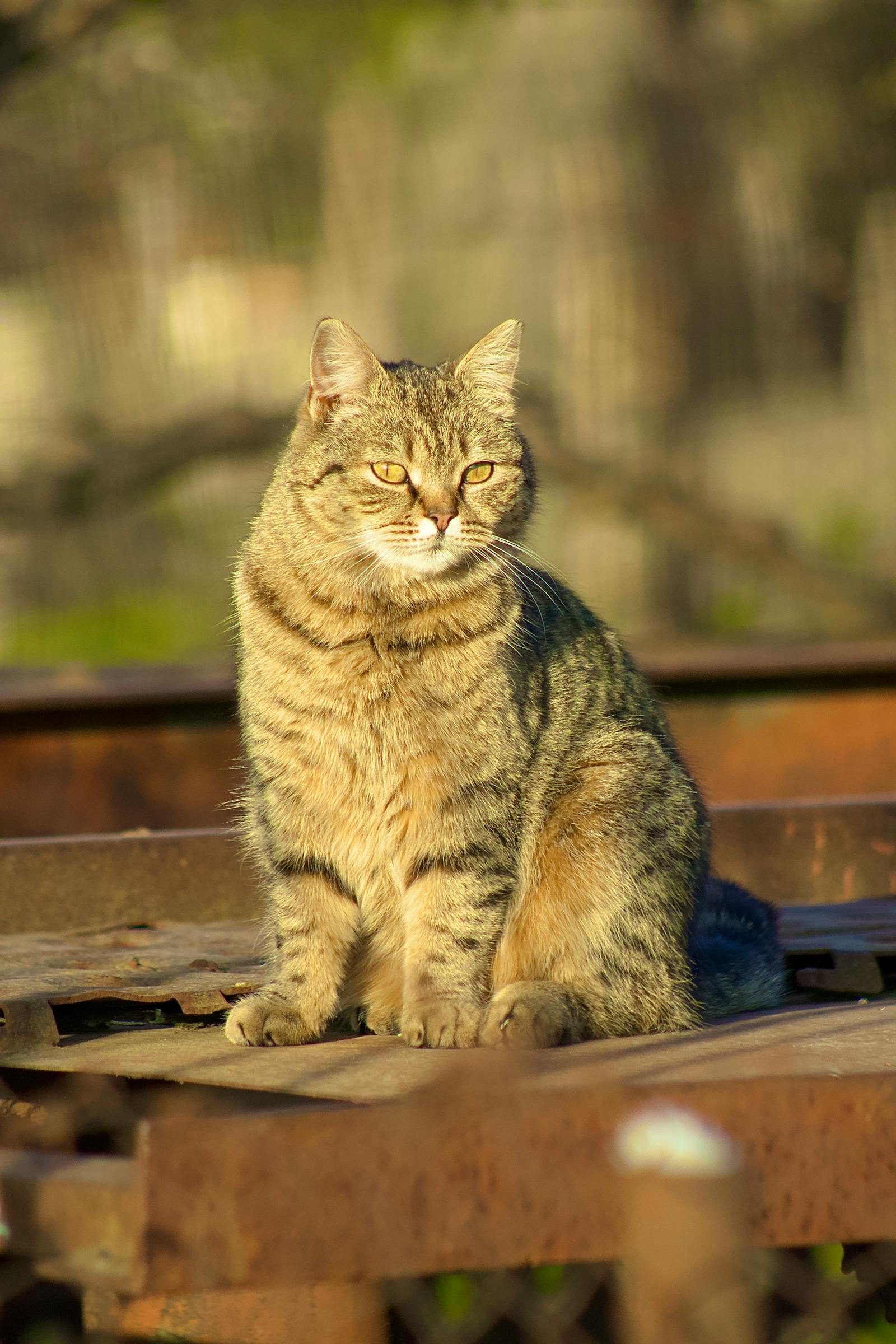 Cat Pfp Photos, Download The BEST Free Cat Pfp Stock Photos & HD Images