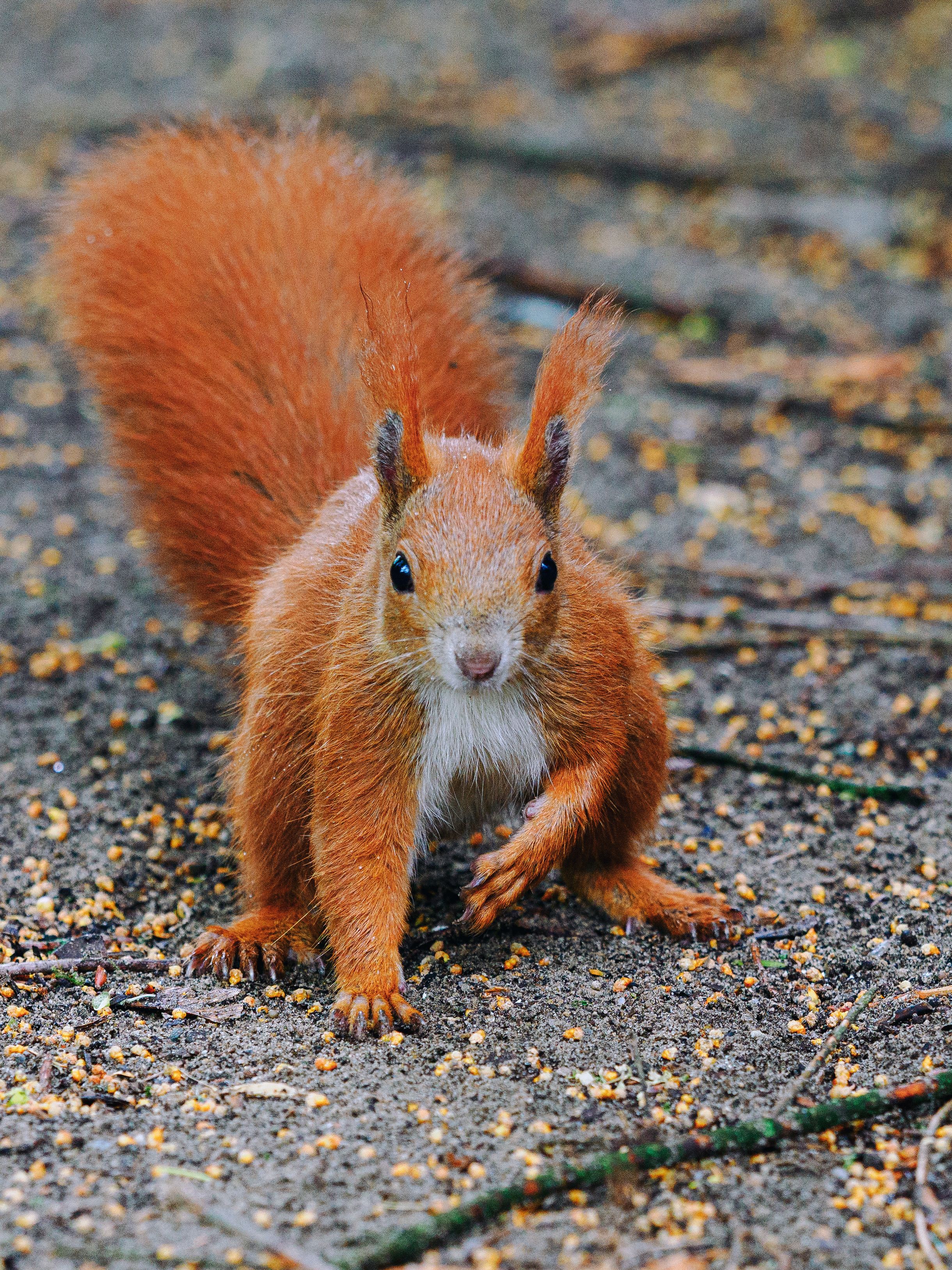 Red Squirrel Photos, Download The BEST Free Red Squirrel Stock Photos ...