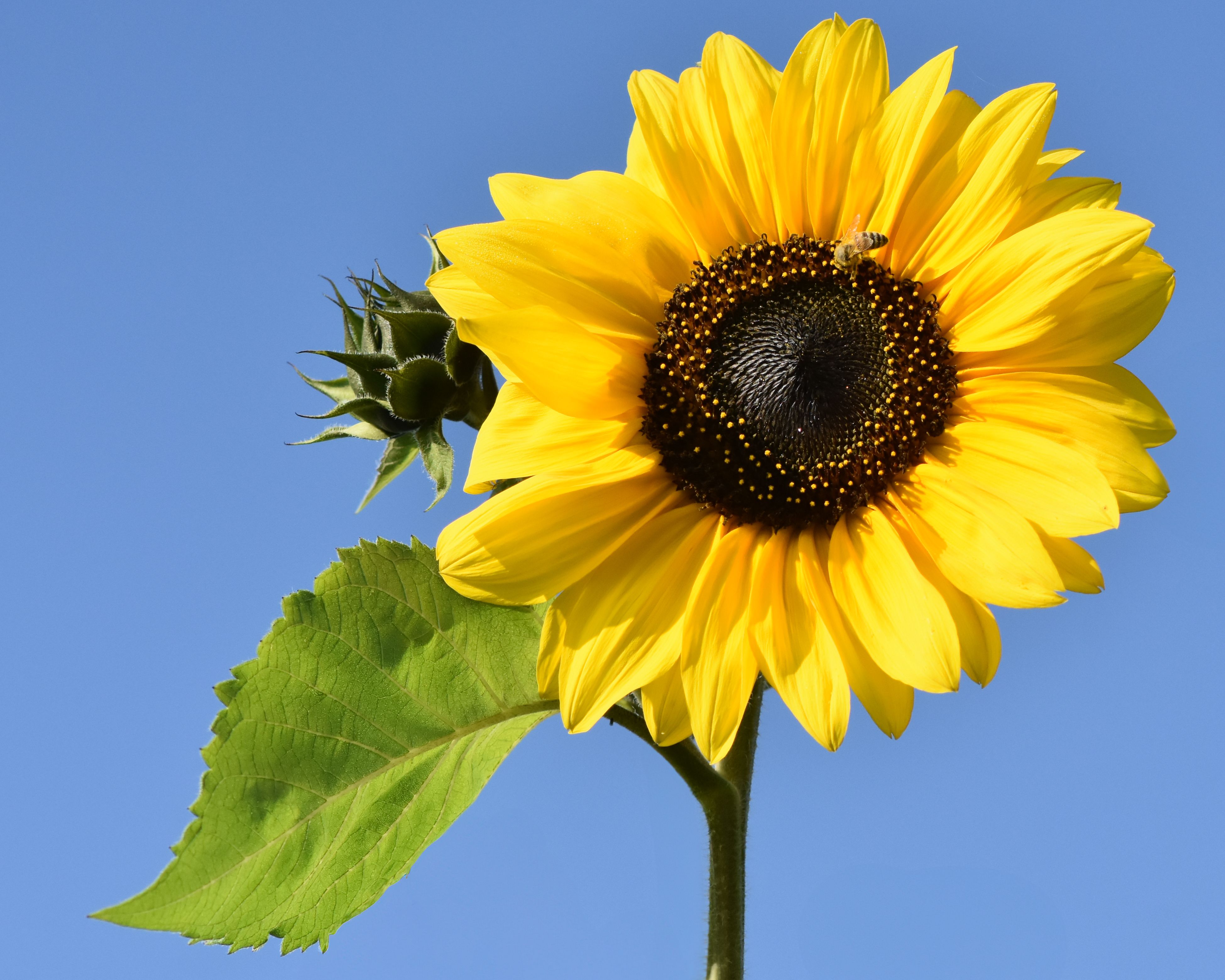 Close-up of a Bright Sunflower Against a Blue Sky · Free Stock Photo