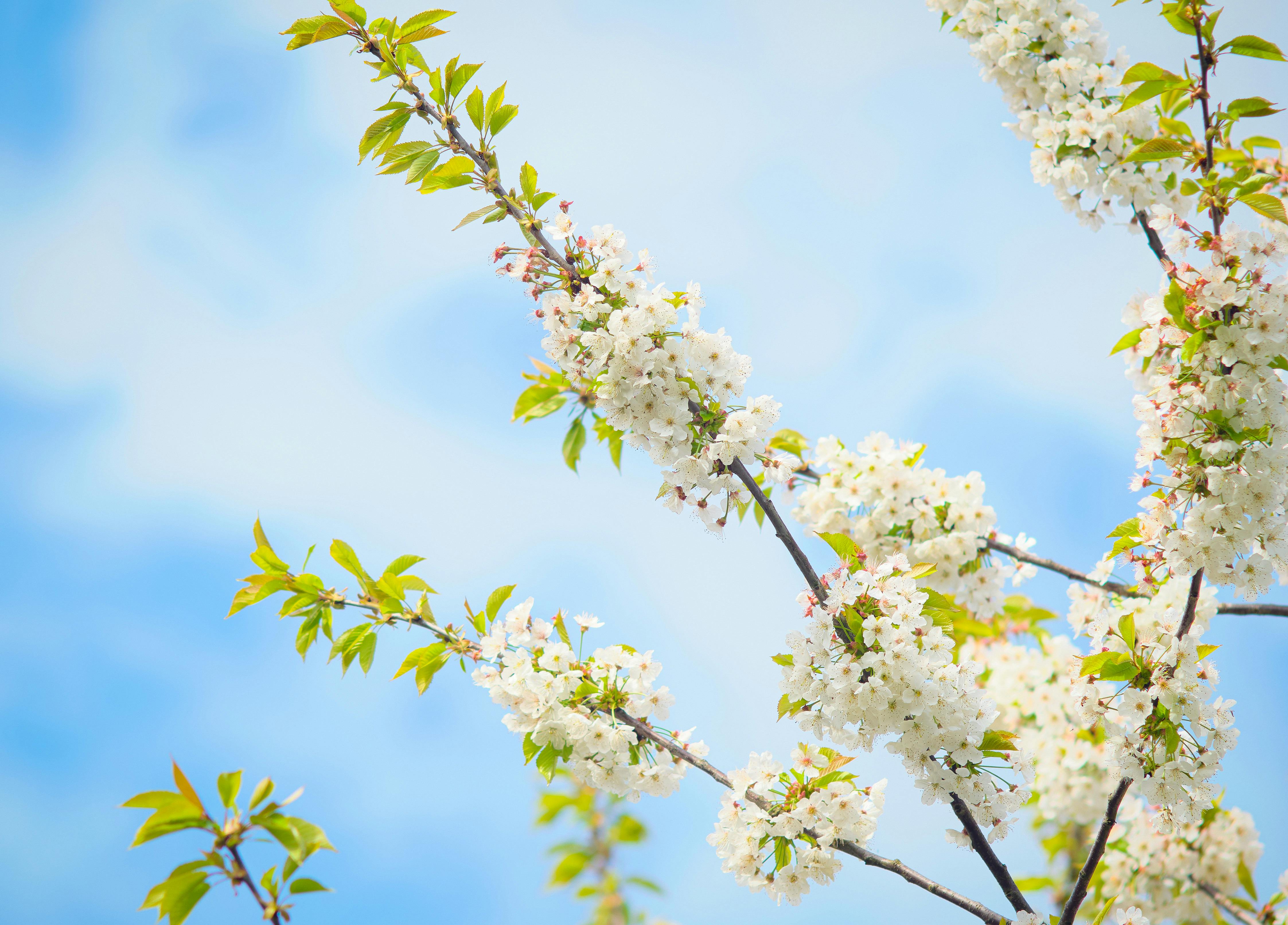 Beautiful Springtime Cherry Blossoms in Bloom · Free Stock Photo
