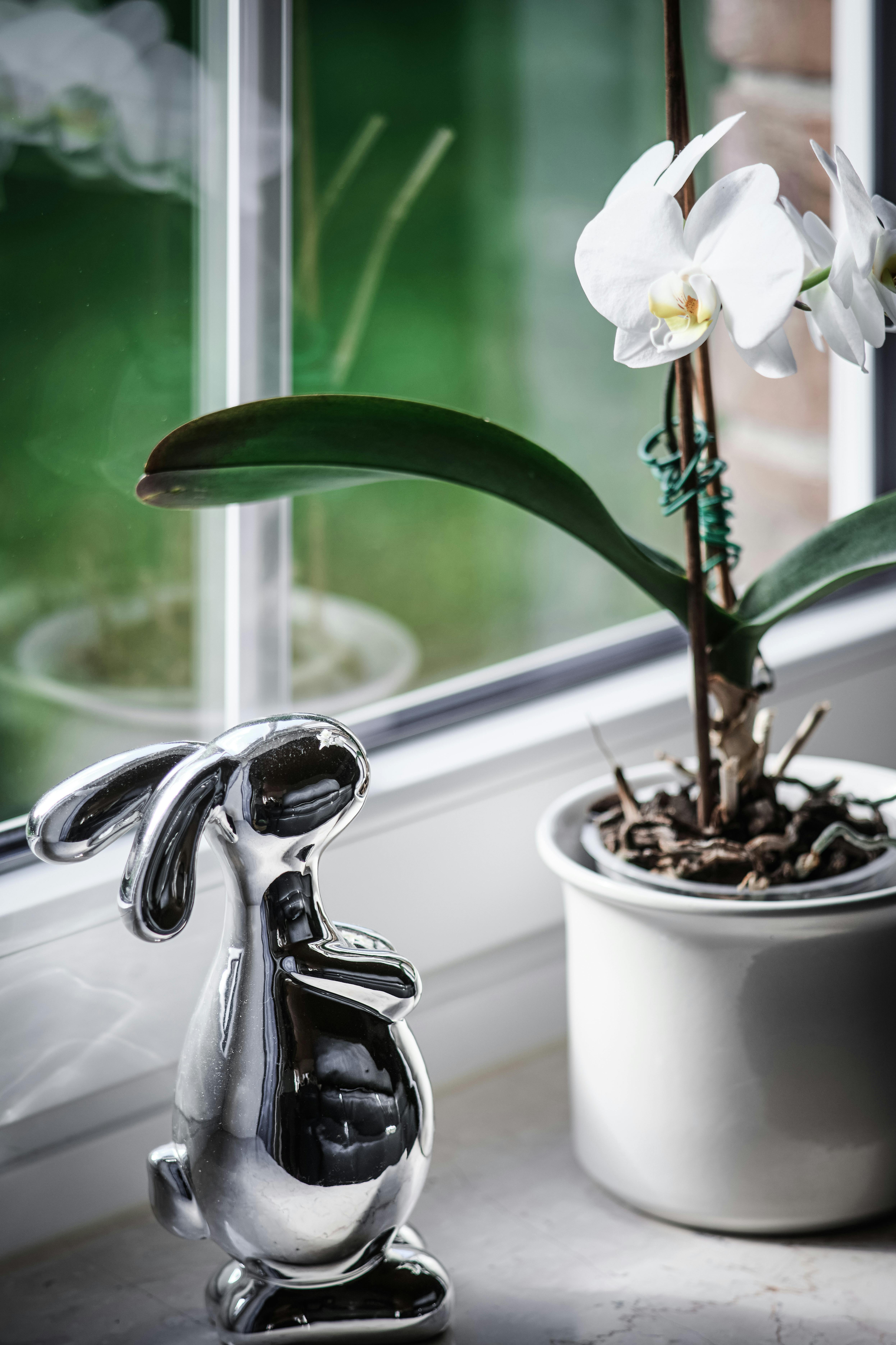 Chrome Rabbit Photos, Download The BEST Free Chrome Rabbit Stock Photos ...