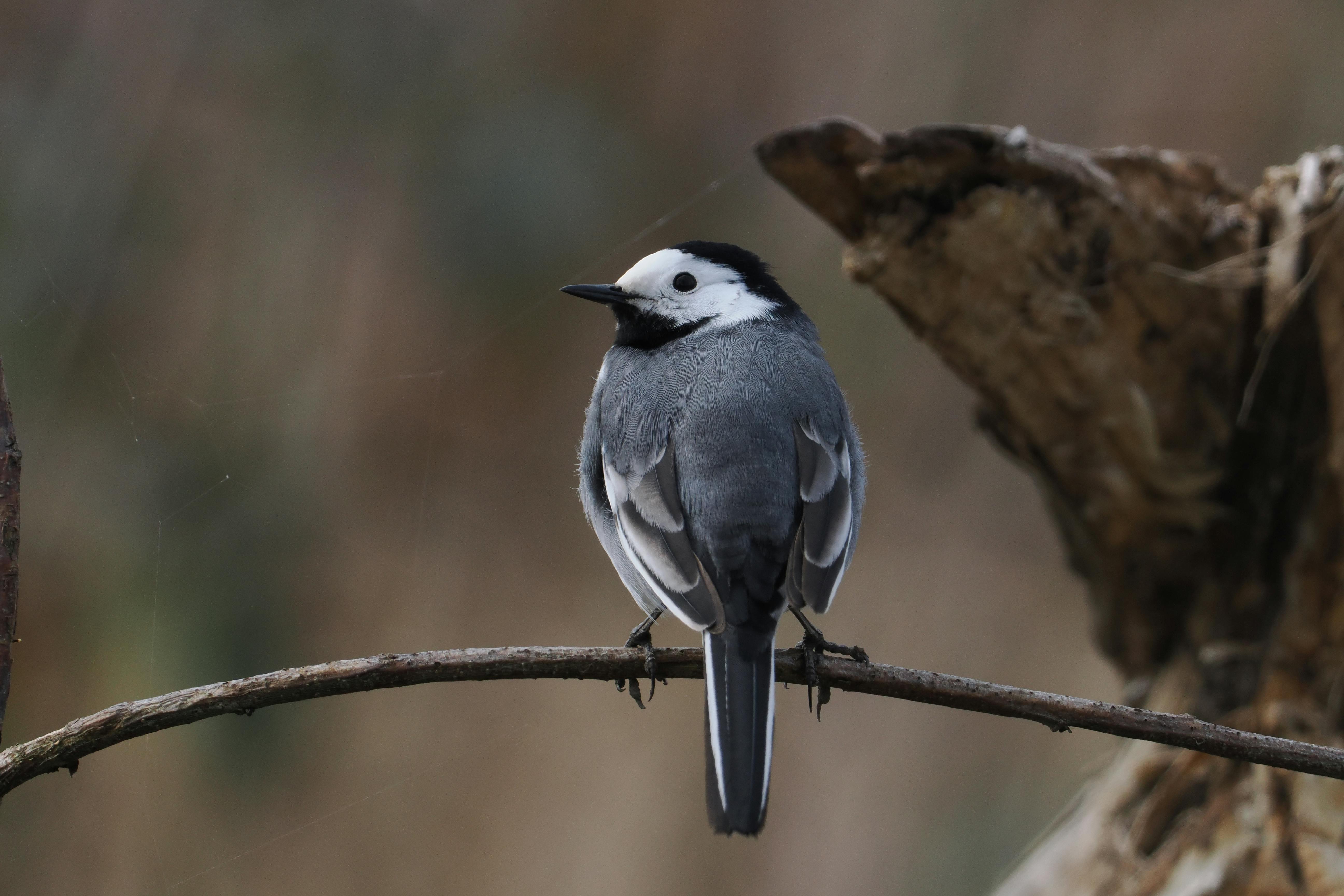 Cele mai bune 1.000+ fotografii cu tema พื้นที่หน้าตัดท่อ+1+นิ้ว ...