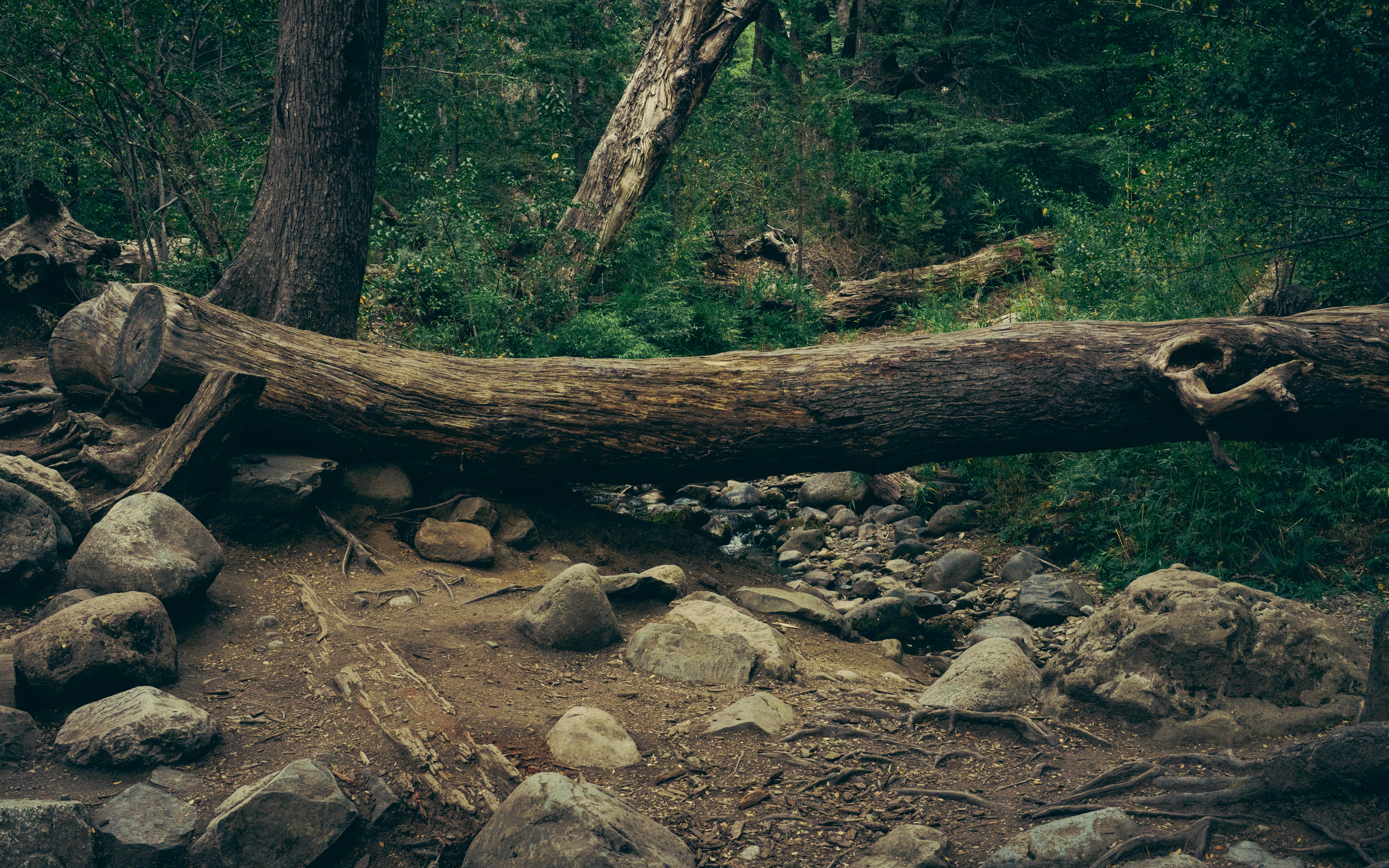 Fallen Tree Over Rocky Stream in Forest · Free Stock Photo