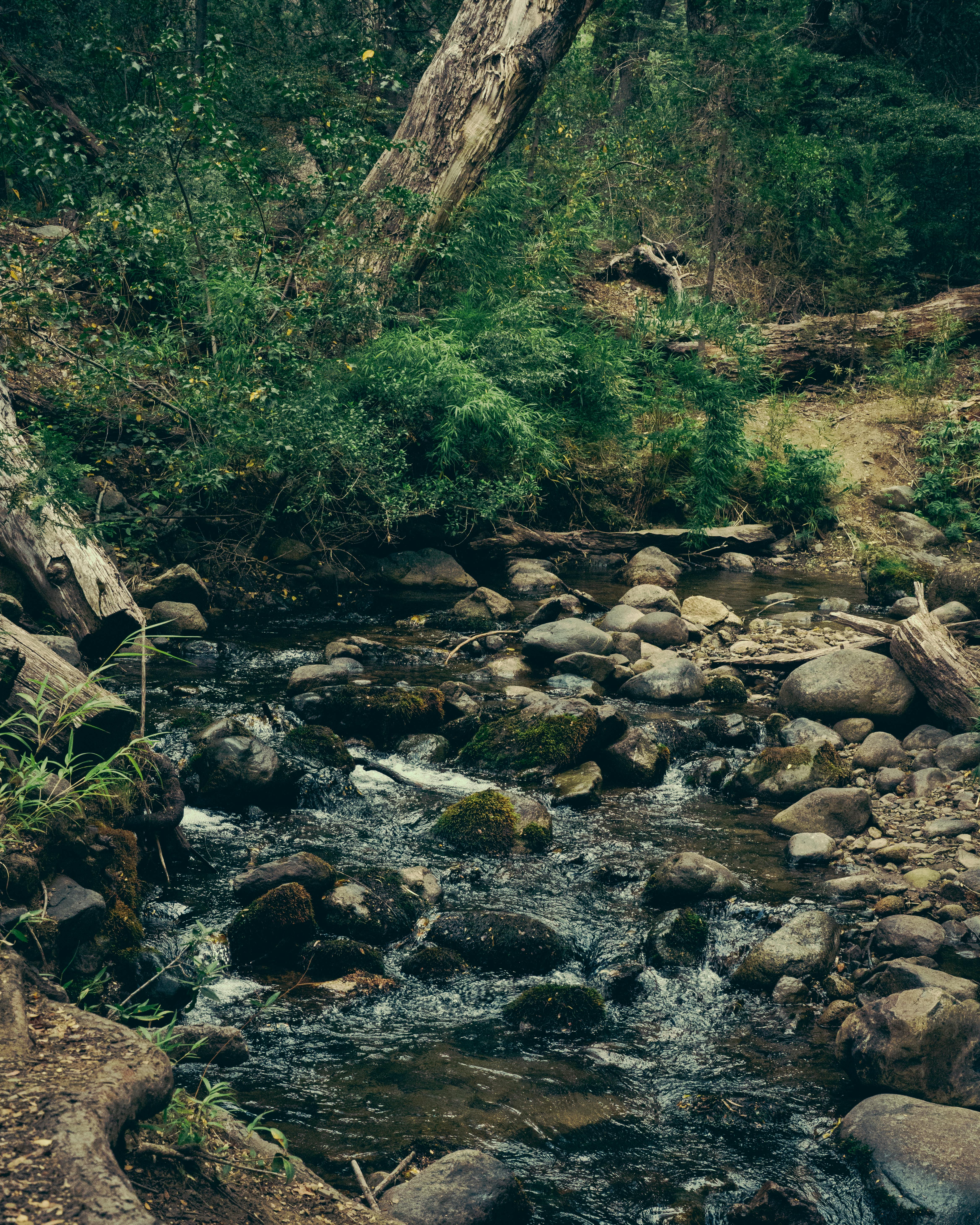 Tranquil Forest Stream in Bariloche Forest · Free Stock Photo
