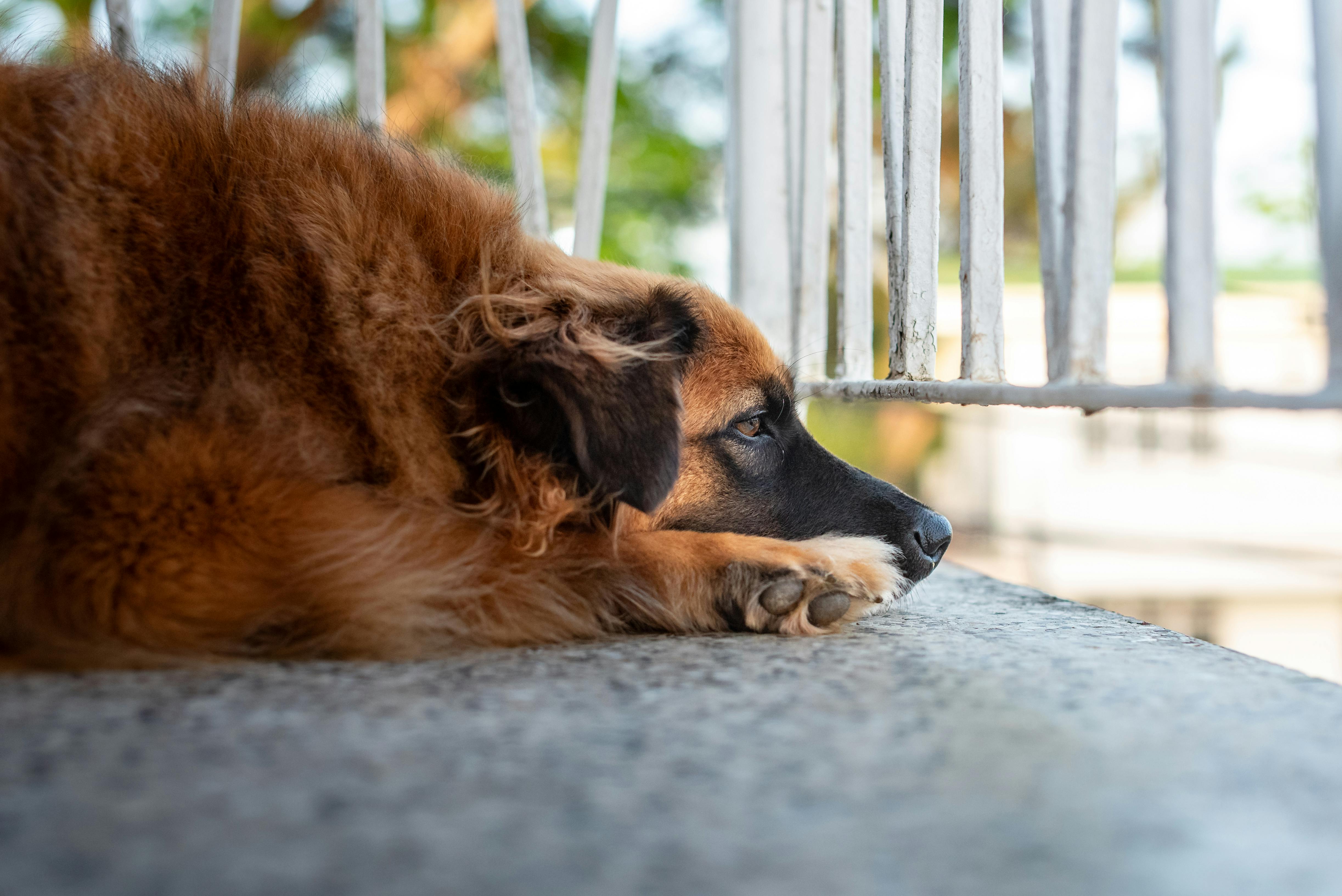 Relaxing Dog on Balcony in Trinidad · Free Stock Photo