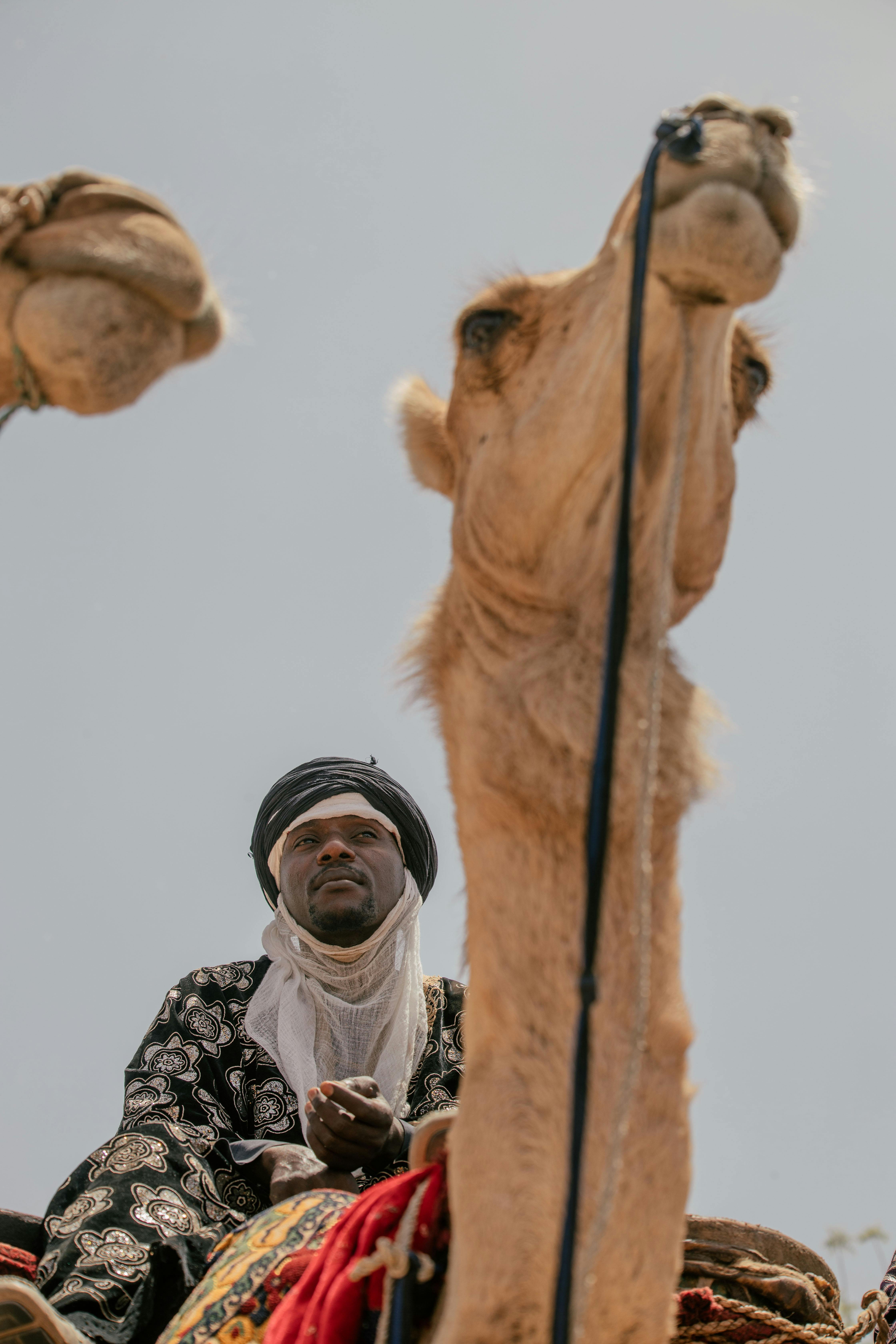 Desert Rider with Camels in Traditional Attire · Free Stock Photo