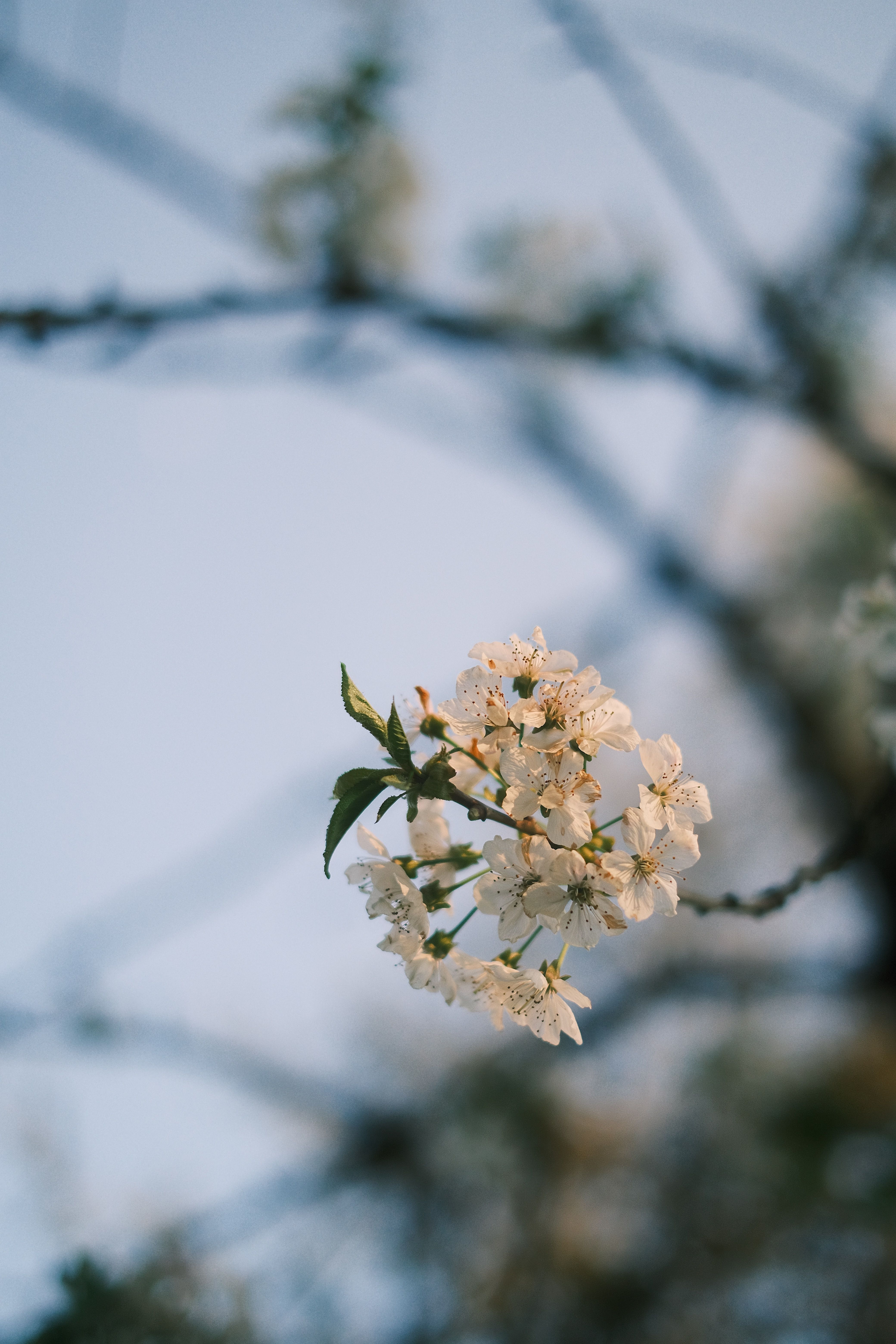 Cherry Blossom Close-Up in Soft Spring Light · Free Stock Photo