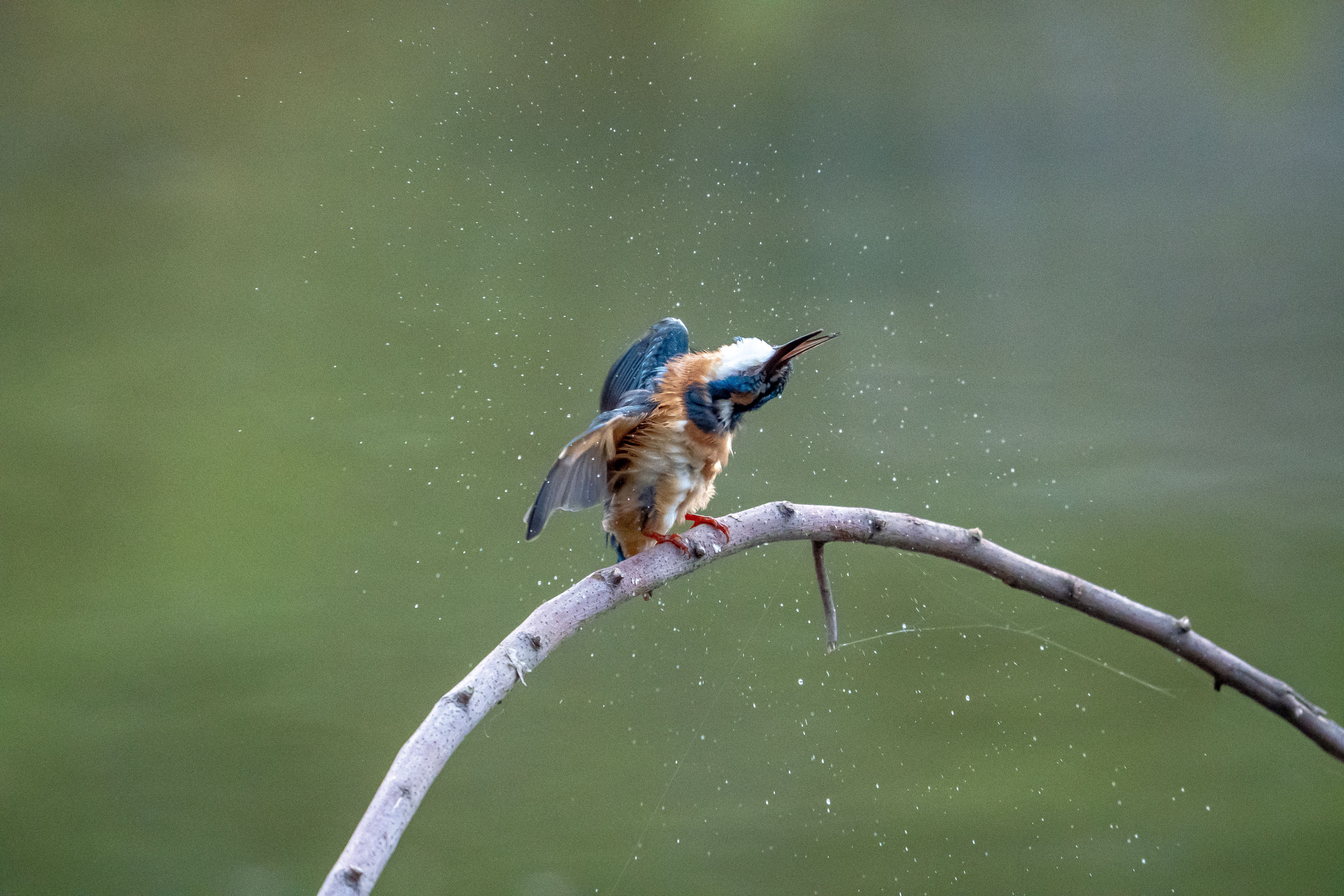 Photo of Common Kingfisher Flying Above River · Free Stock Photo