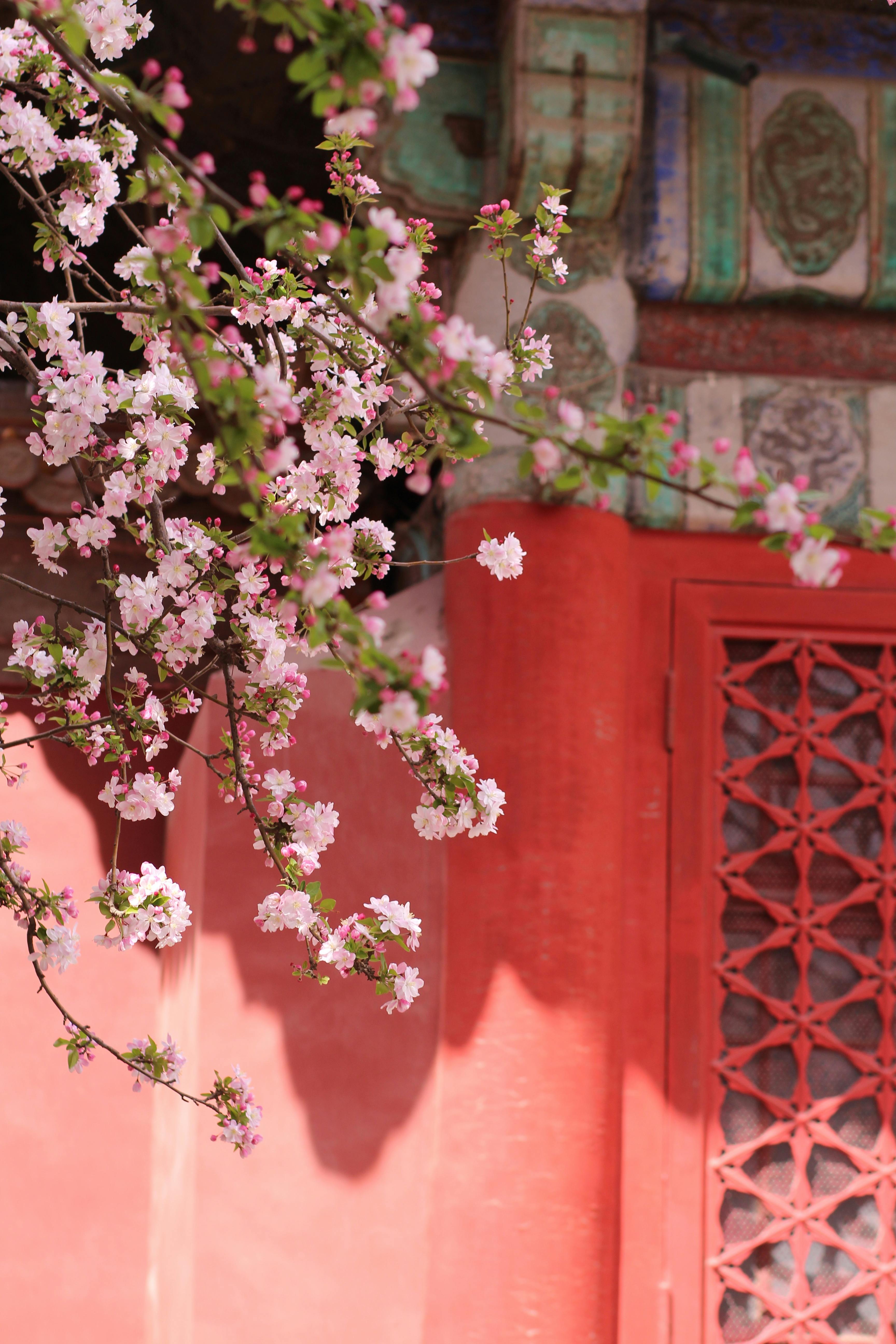 Beautiful Asians Photos, Download The BEST Free Beautiful Asians Stock ...