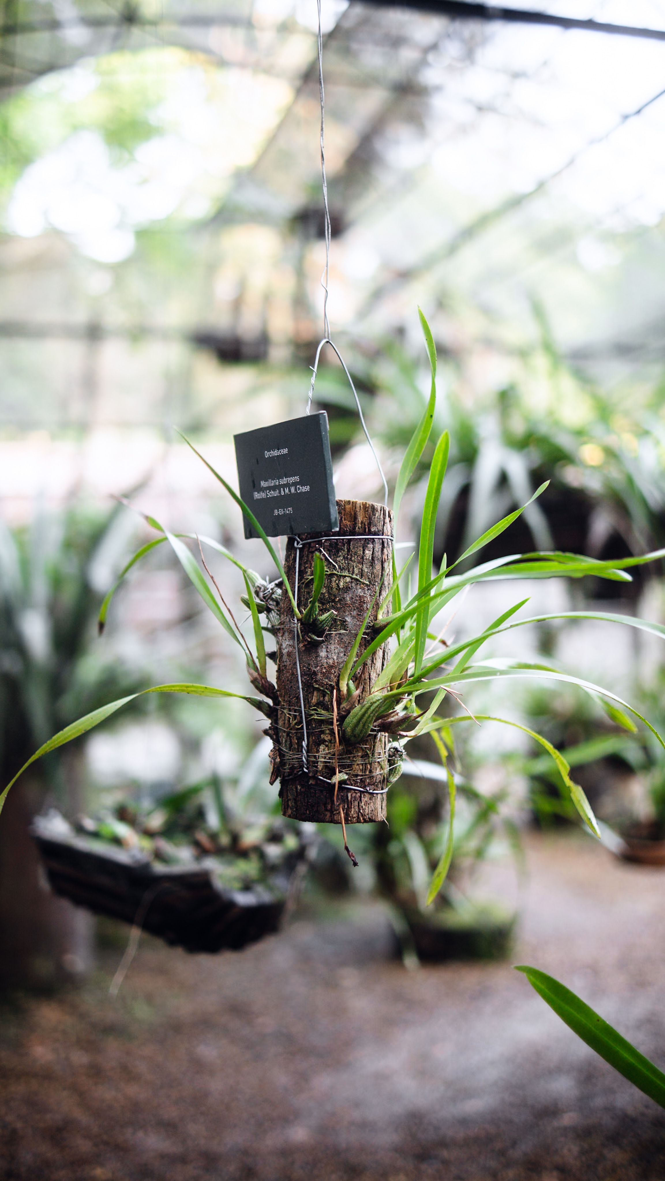 Hanging Orchid Plant in Greenhouse Setting · Free Stock Photo