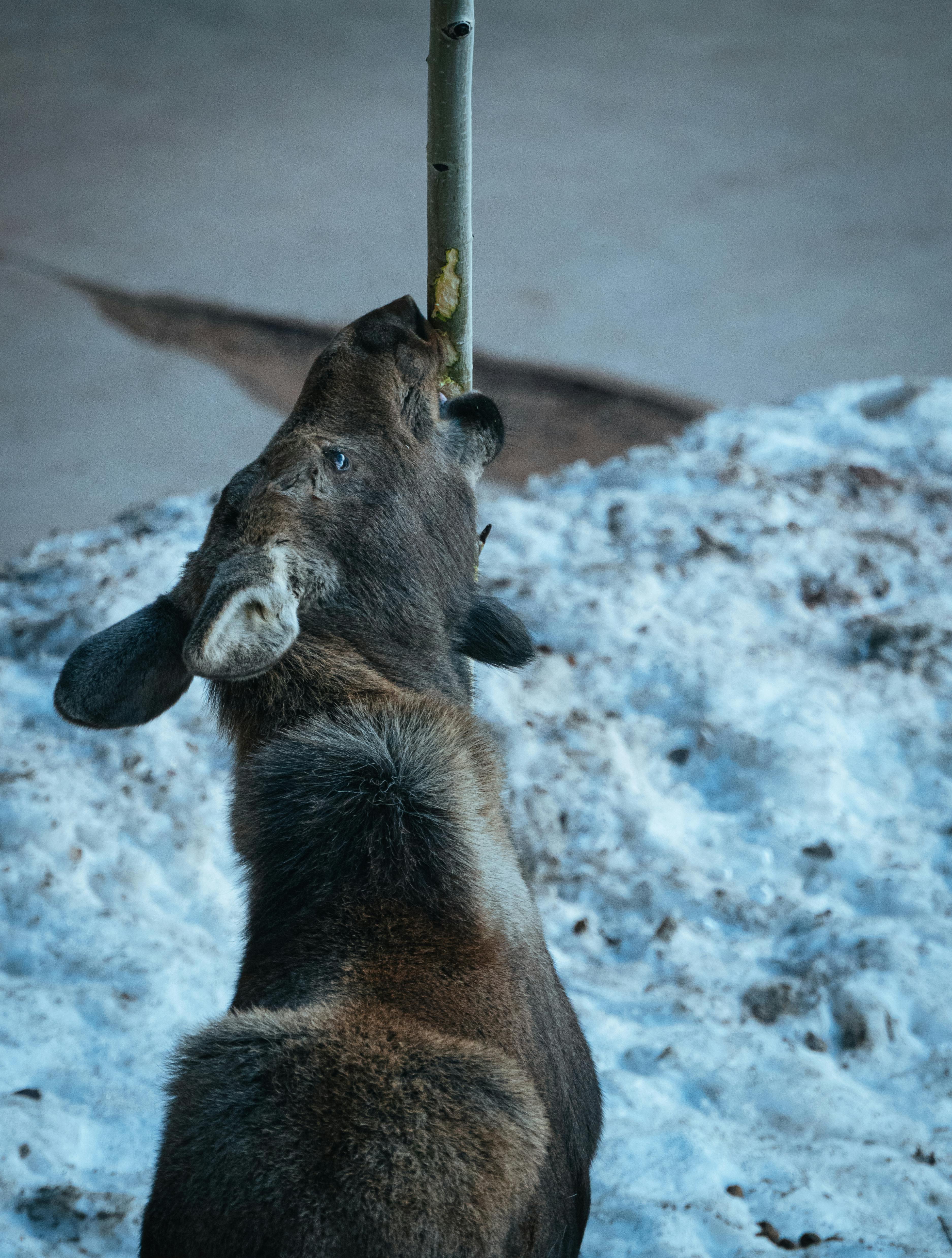 Moose Eating Tree Bark in Snowy Winter Landscape · Free Stock Photo