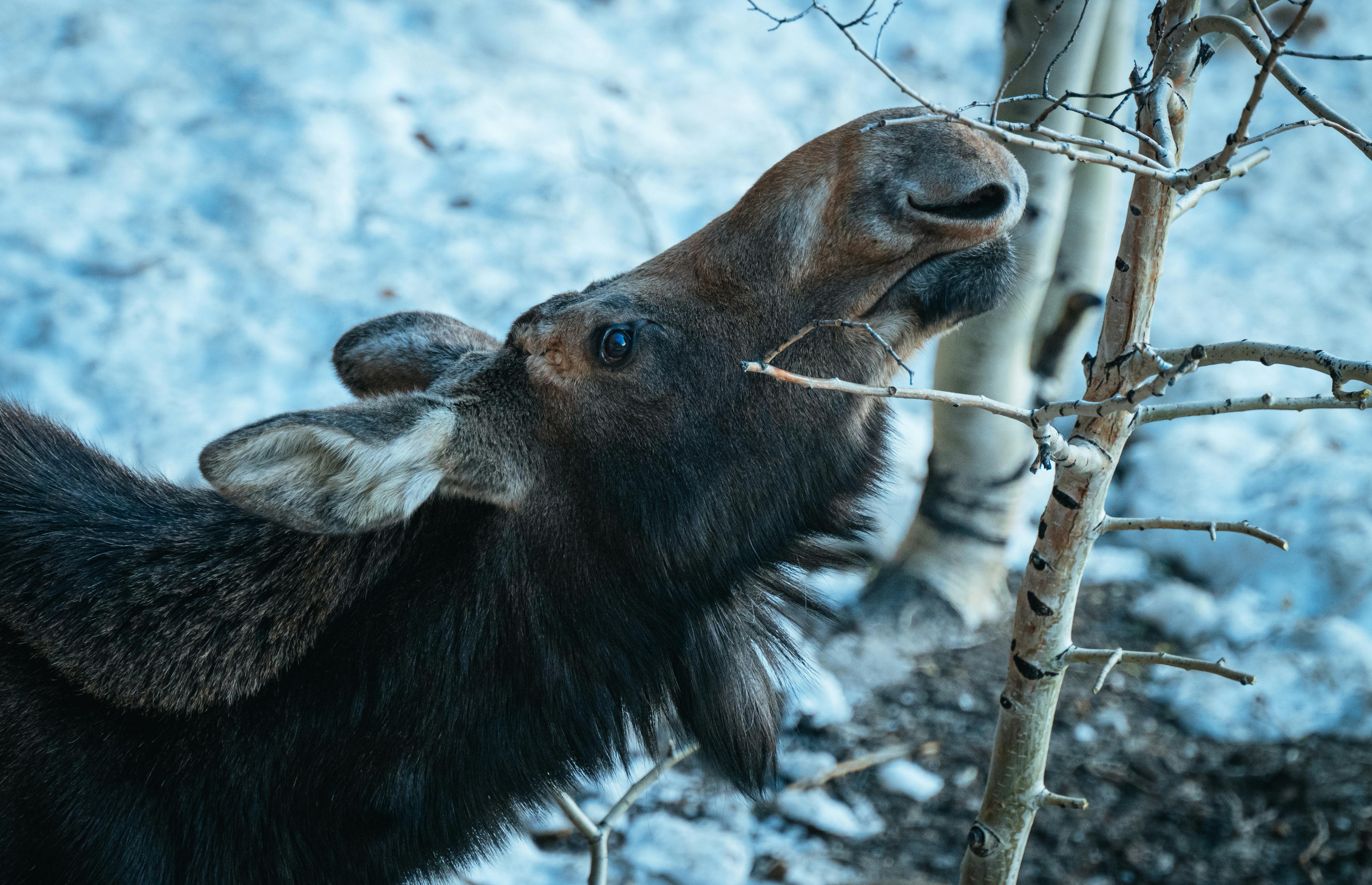 Close-up of a Moose Feeding on Winter Branches · Free Stock Photo