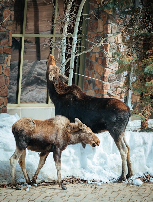 Moose Photos, Download The BEST Free Moose Stock Photos & HD Images