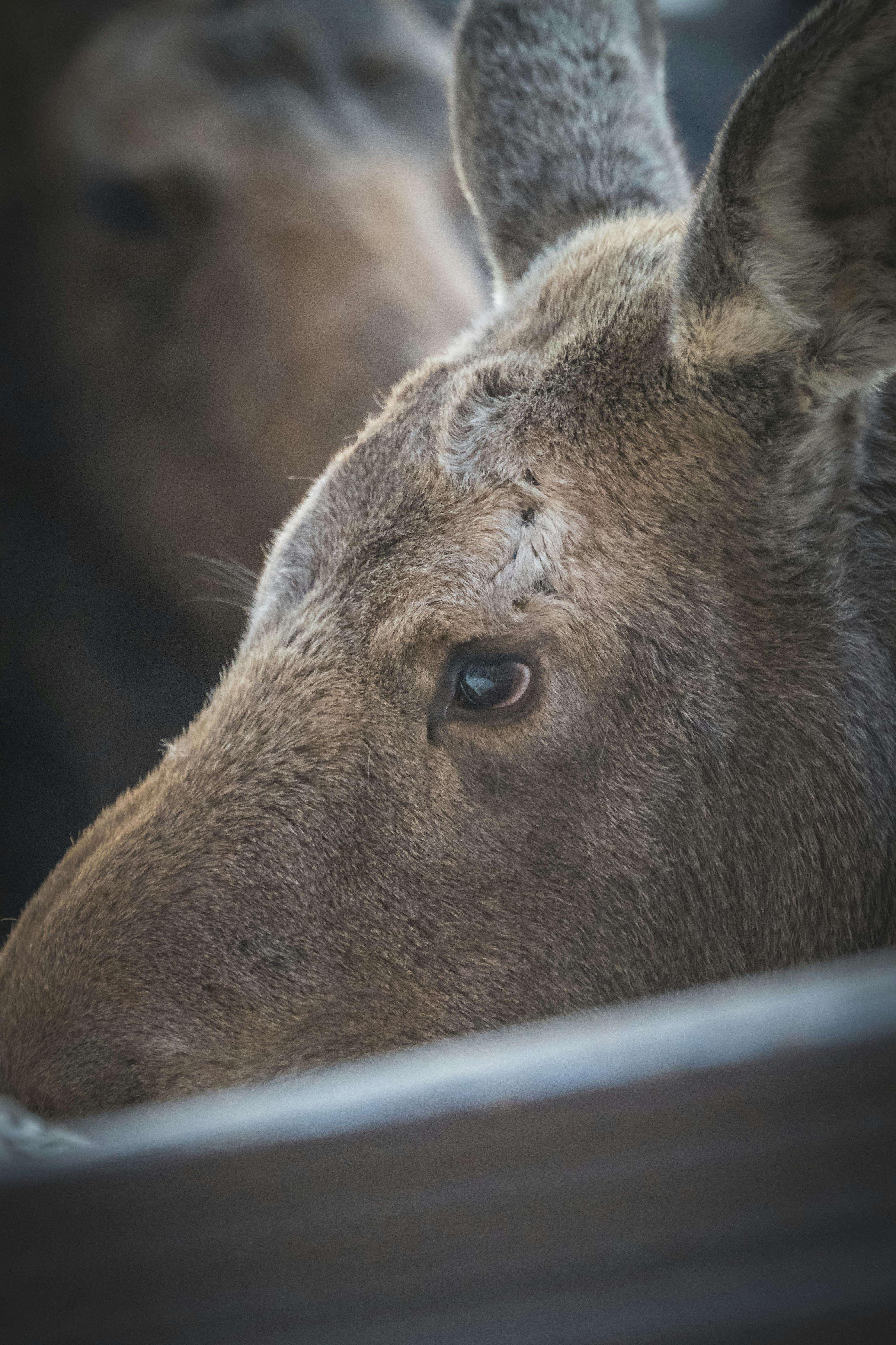 Close-up Shot of Moose in Natural Habitat · Free Stock Photo