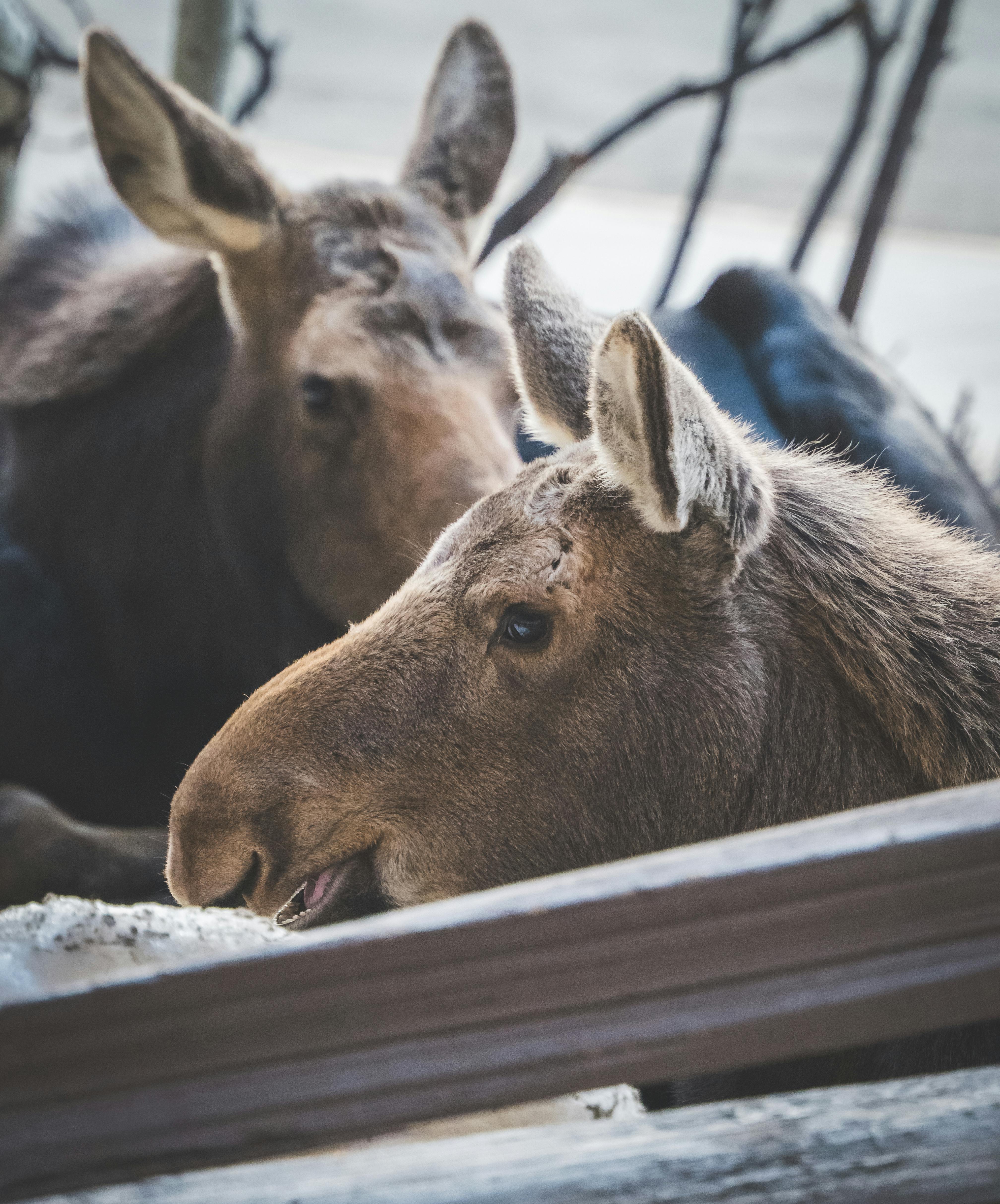 Close-up of Relaxing Moose in Natural Habitat · Free Stock Photo