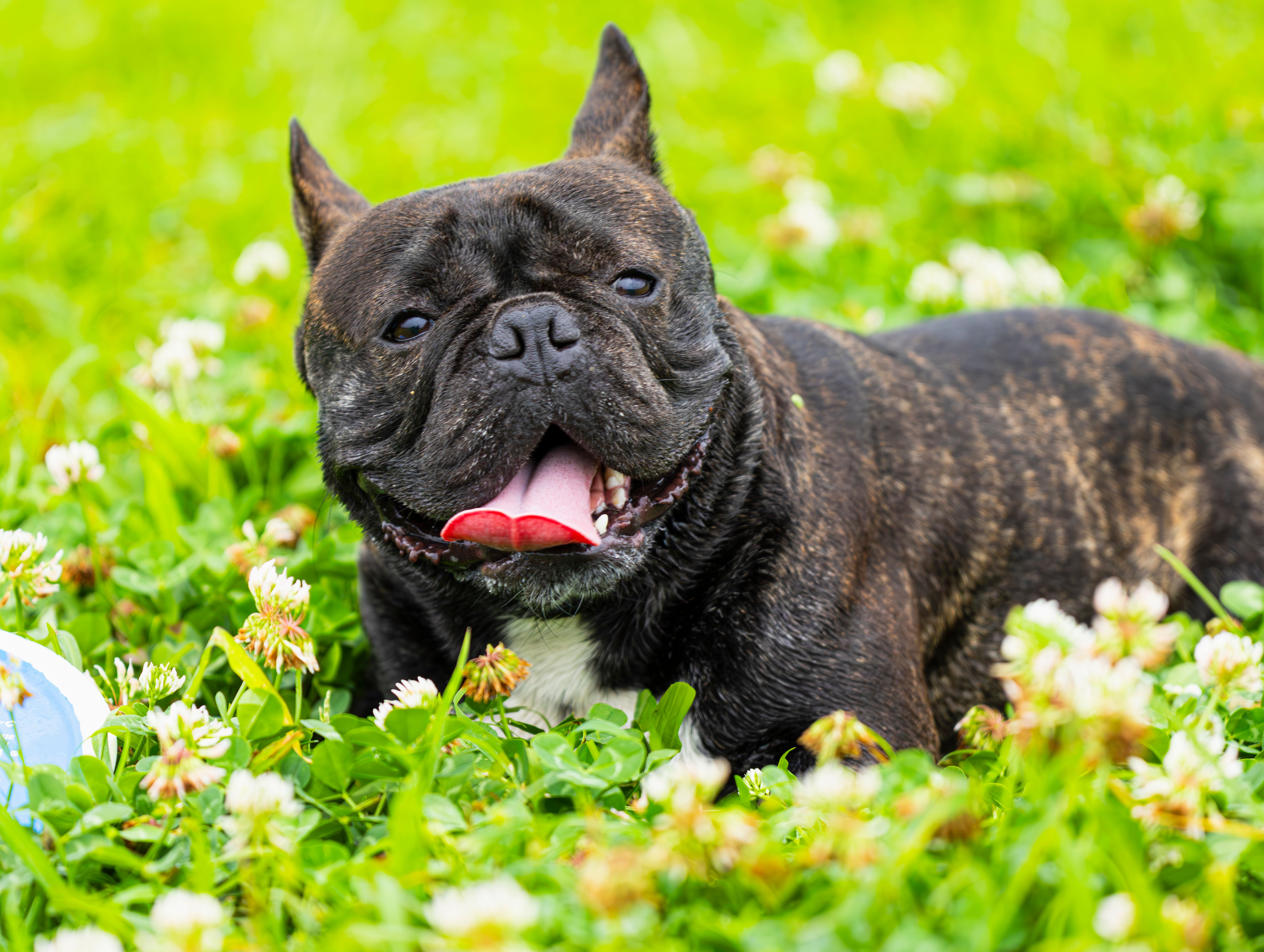 Playful French Bulldog Relaxing in a Flower Meadow · Free Stock Photo