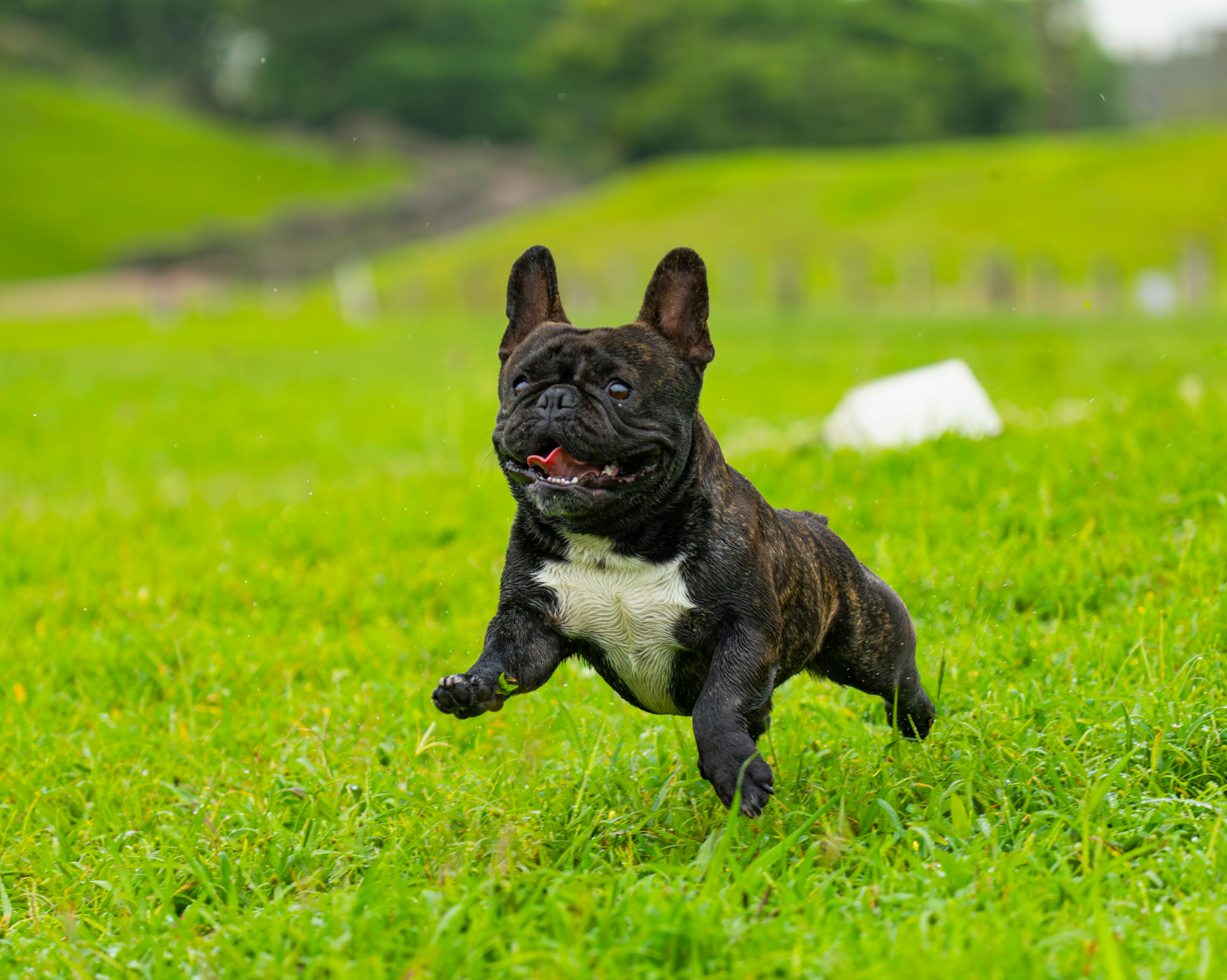 Playful French Bulldog Running in a Field · Free Stock Photo