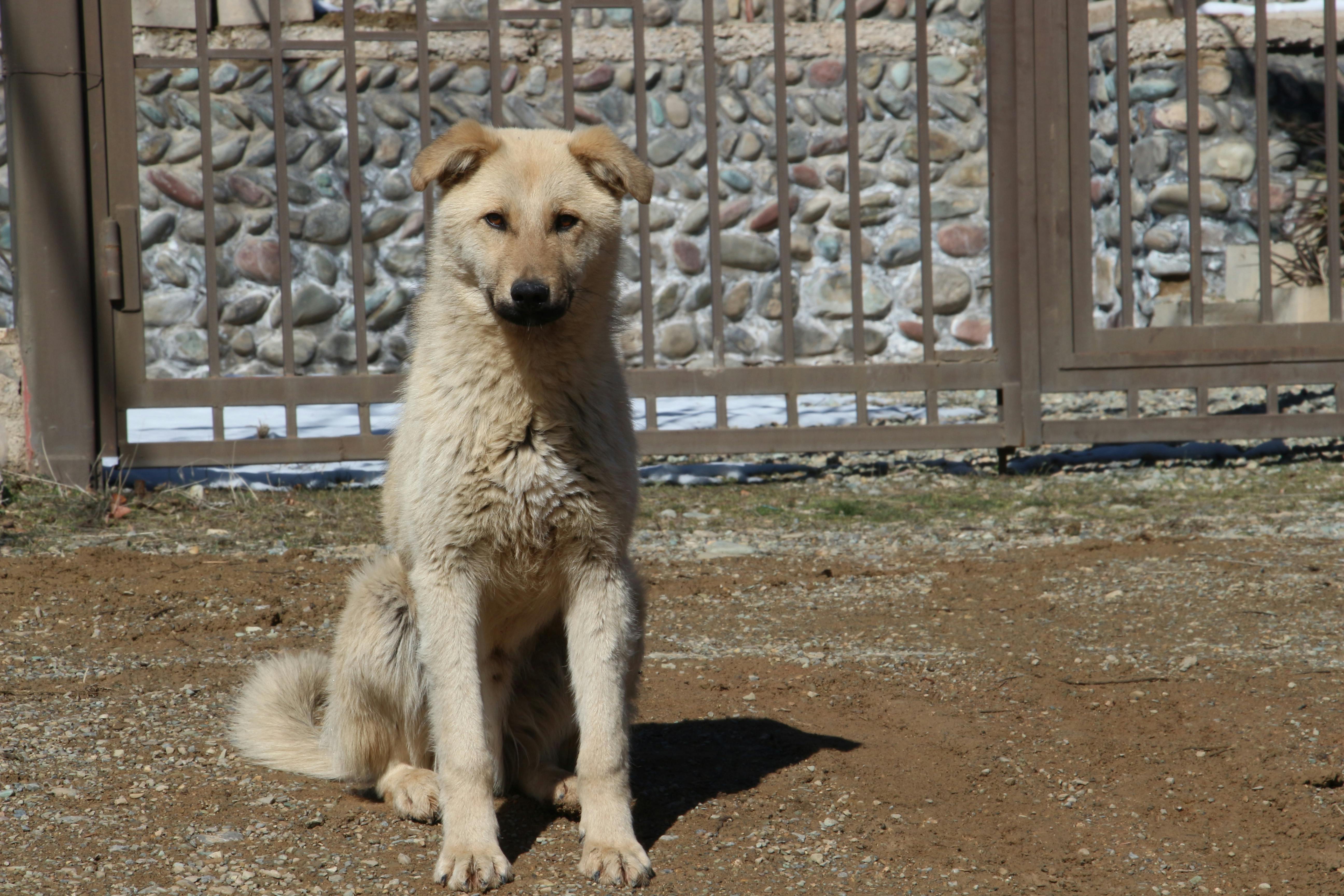 Kresleny Pets Photos, Download The BEST Free Kresleny Pets Stock Photos ...