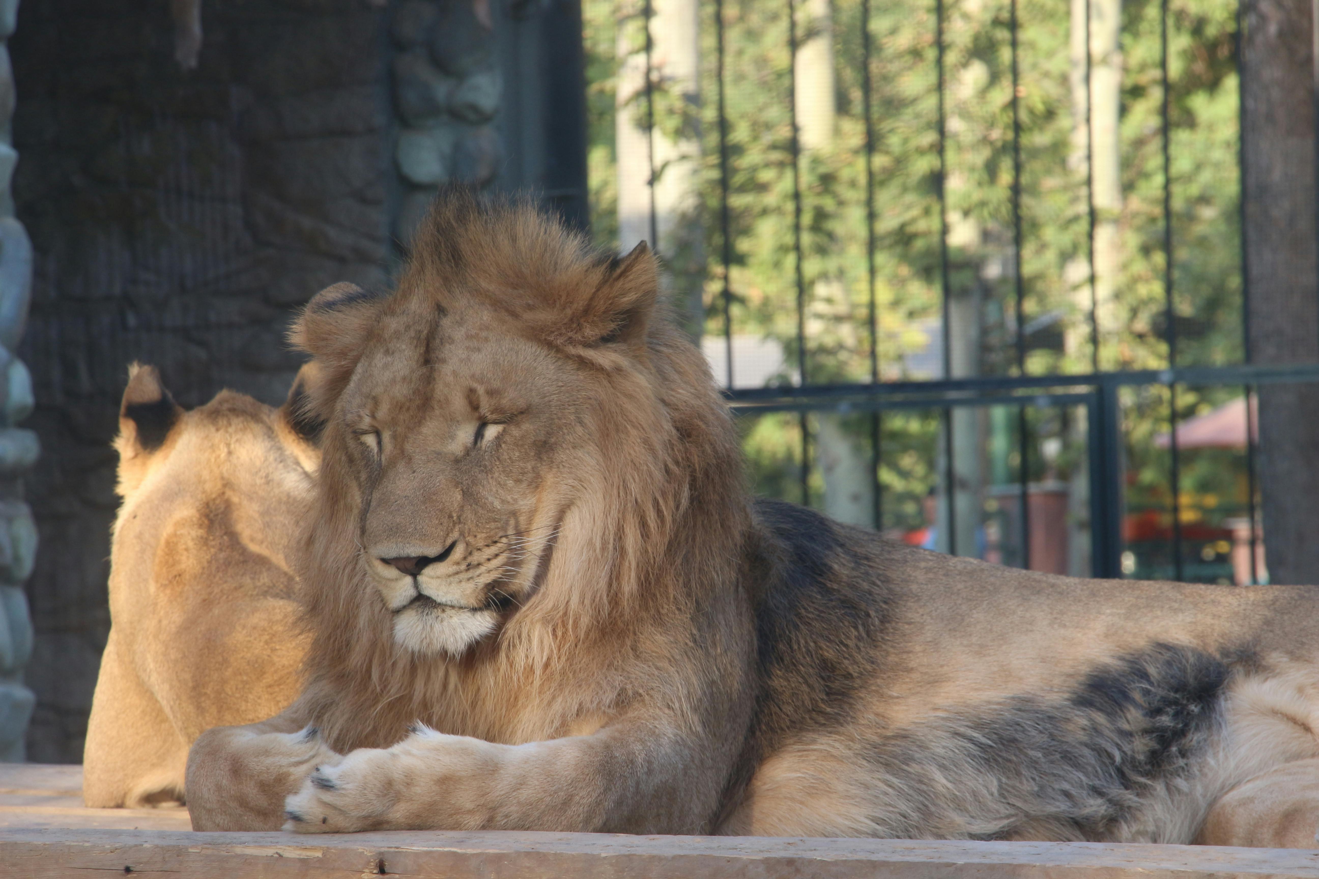 Scarface Lion Photos, Download The BEST Free Scarface Lion Stock Photos ...