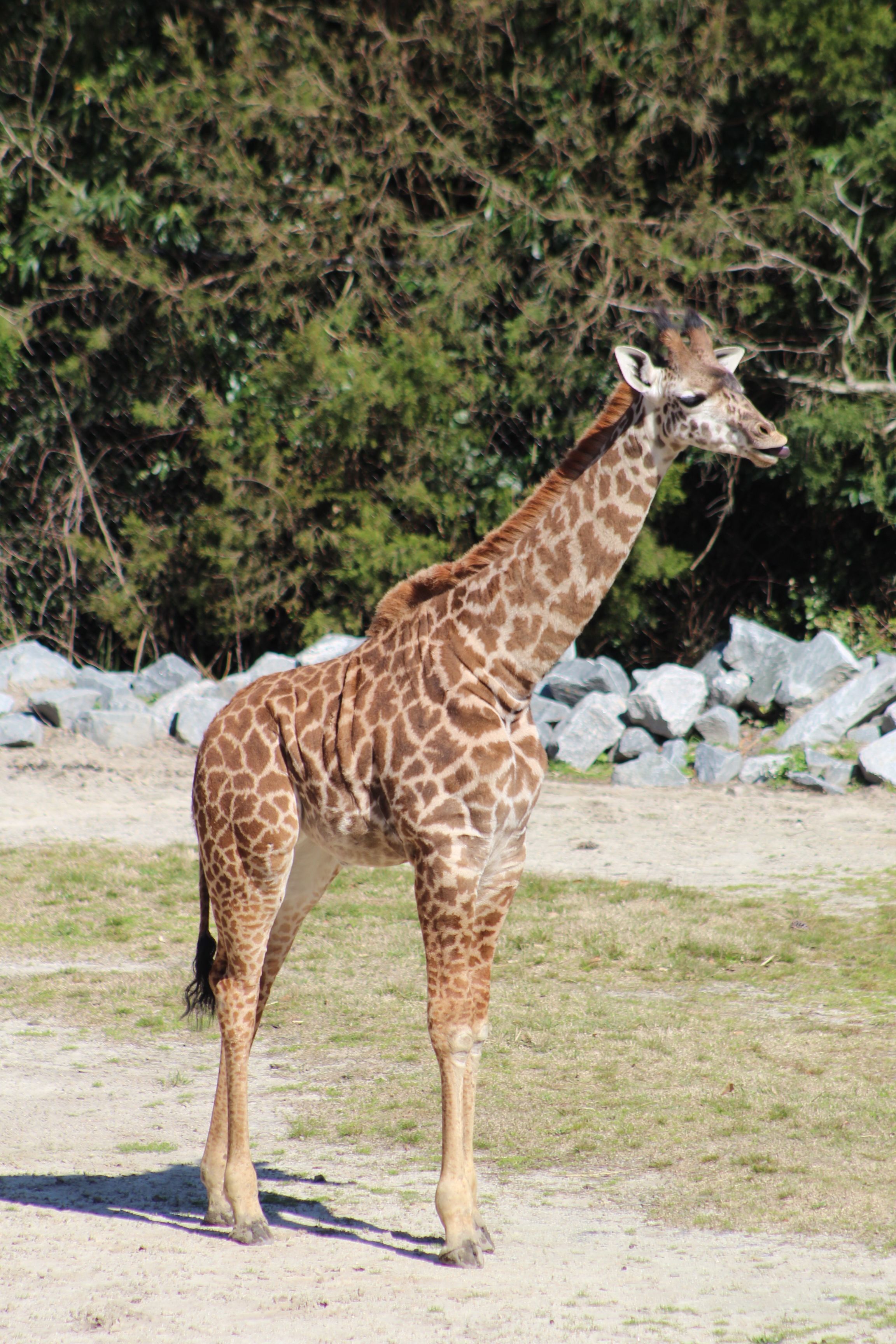 Close-up Photography Of Giraffe · Free Stock Photo