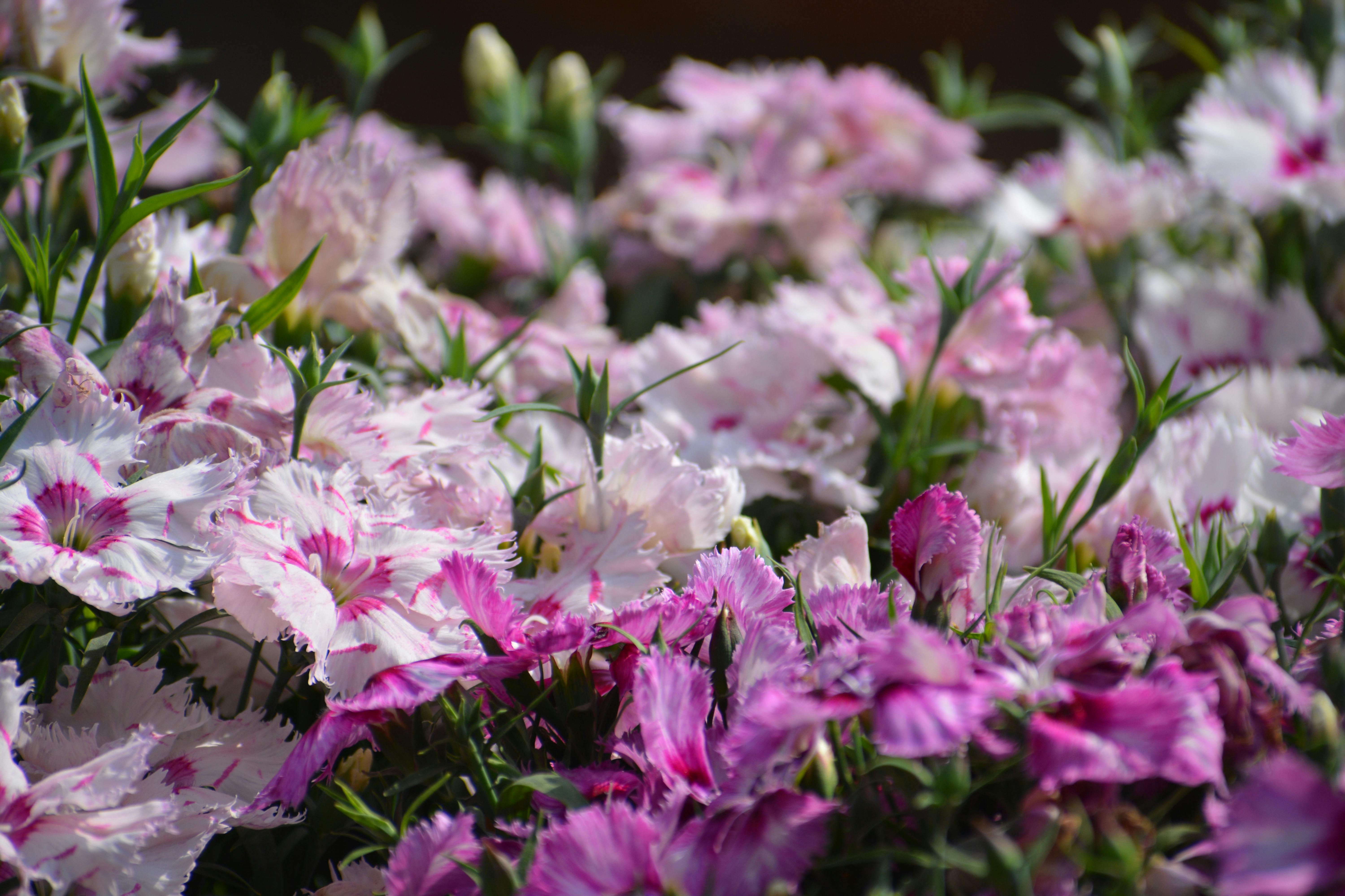 Vibrant Pink and White Dianthus Flowers in Bloom · Free Stock Photo
