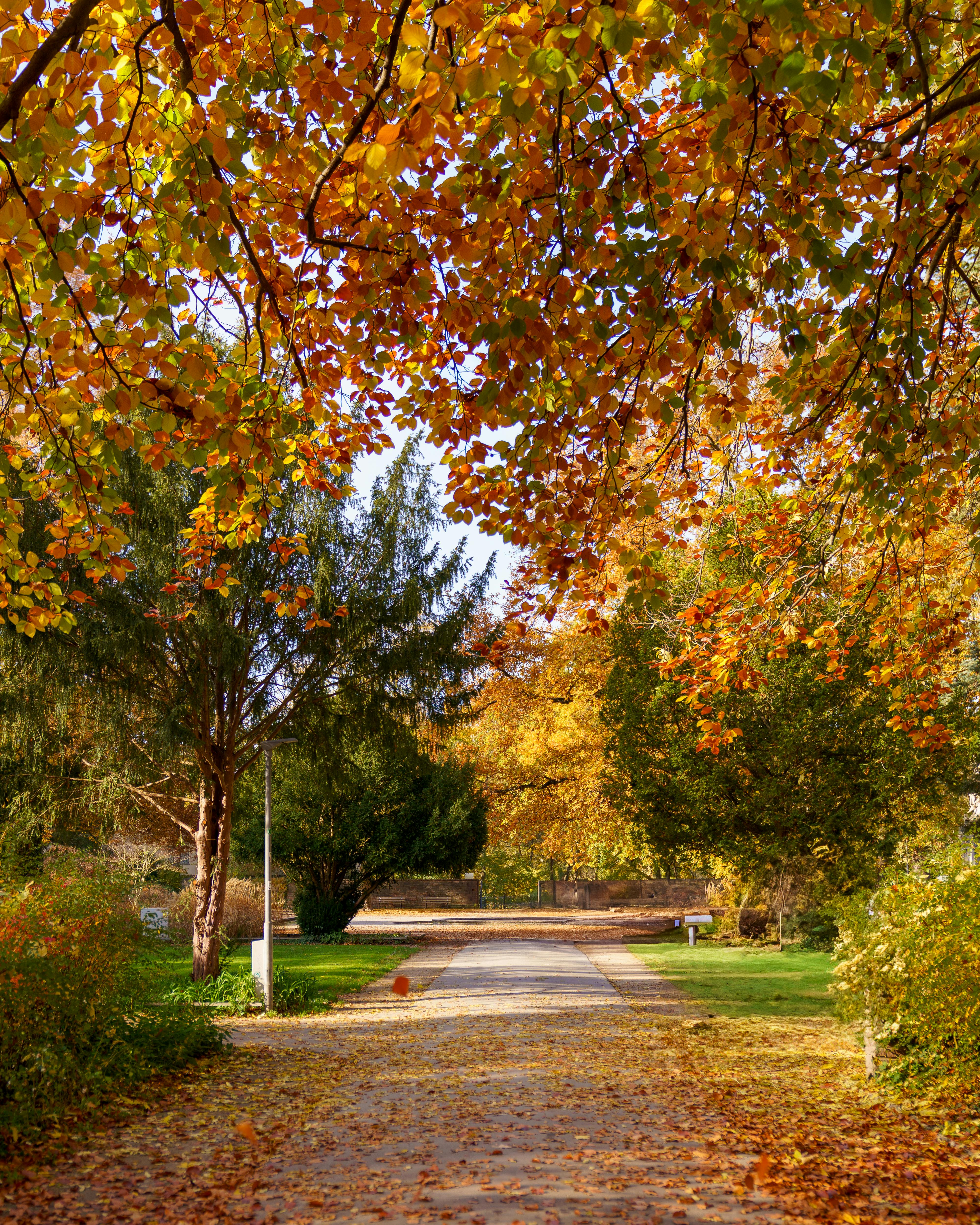 Charming Autumn Walkway with Vibrant Foliage · Free Stock Photo