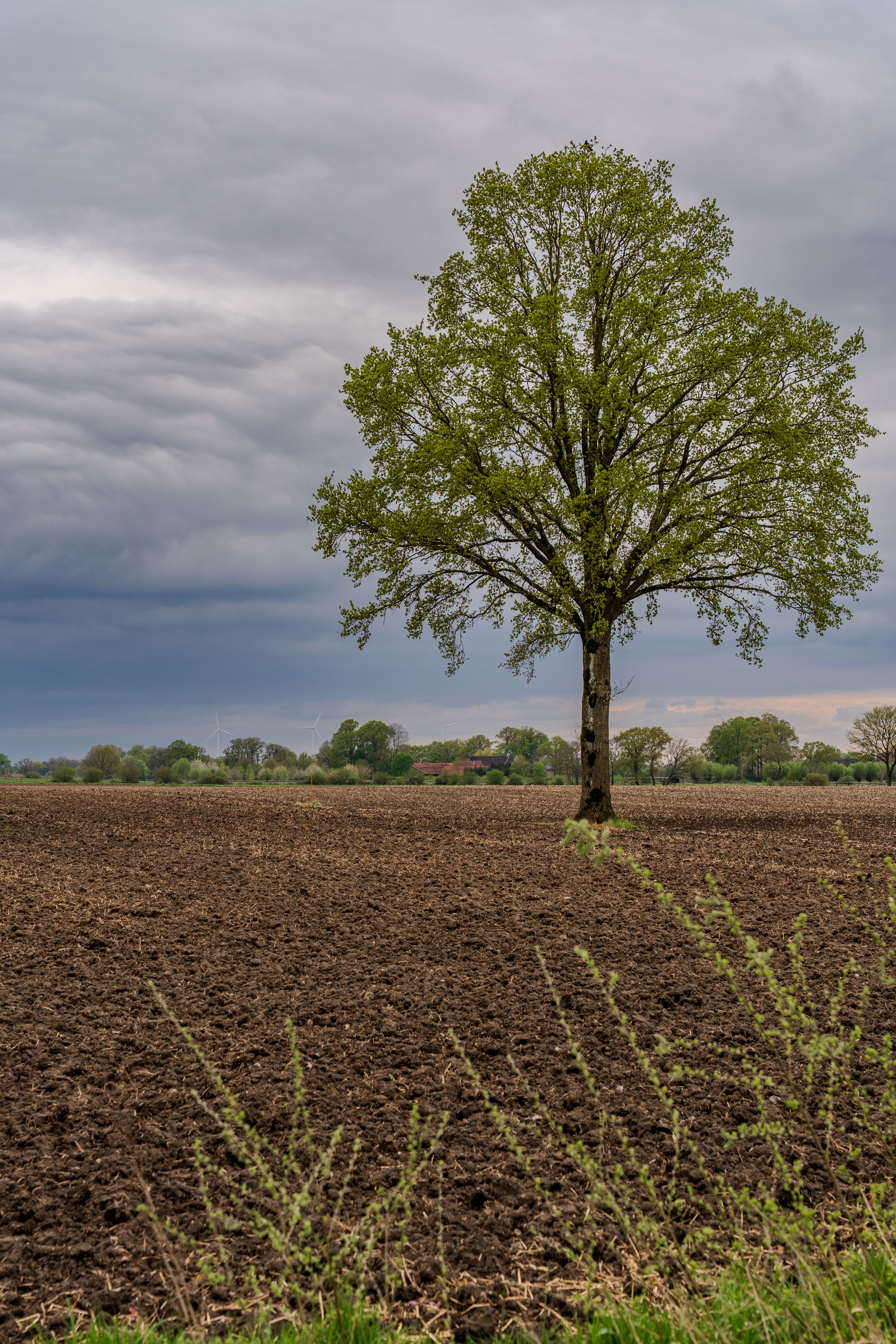 Lonely Tree in Plowed Field Under Cloudy Sky · Free Stock Photo