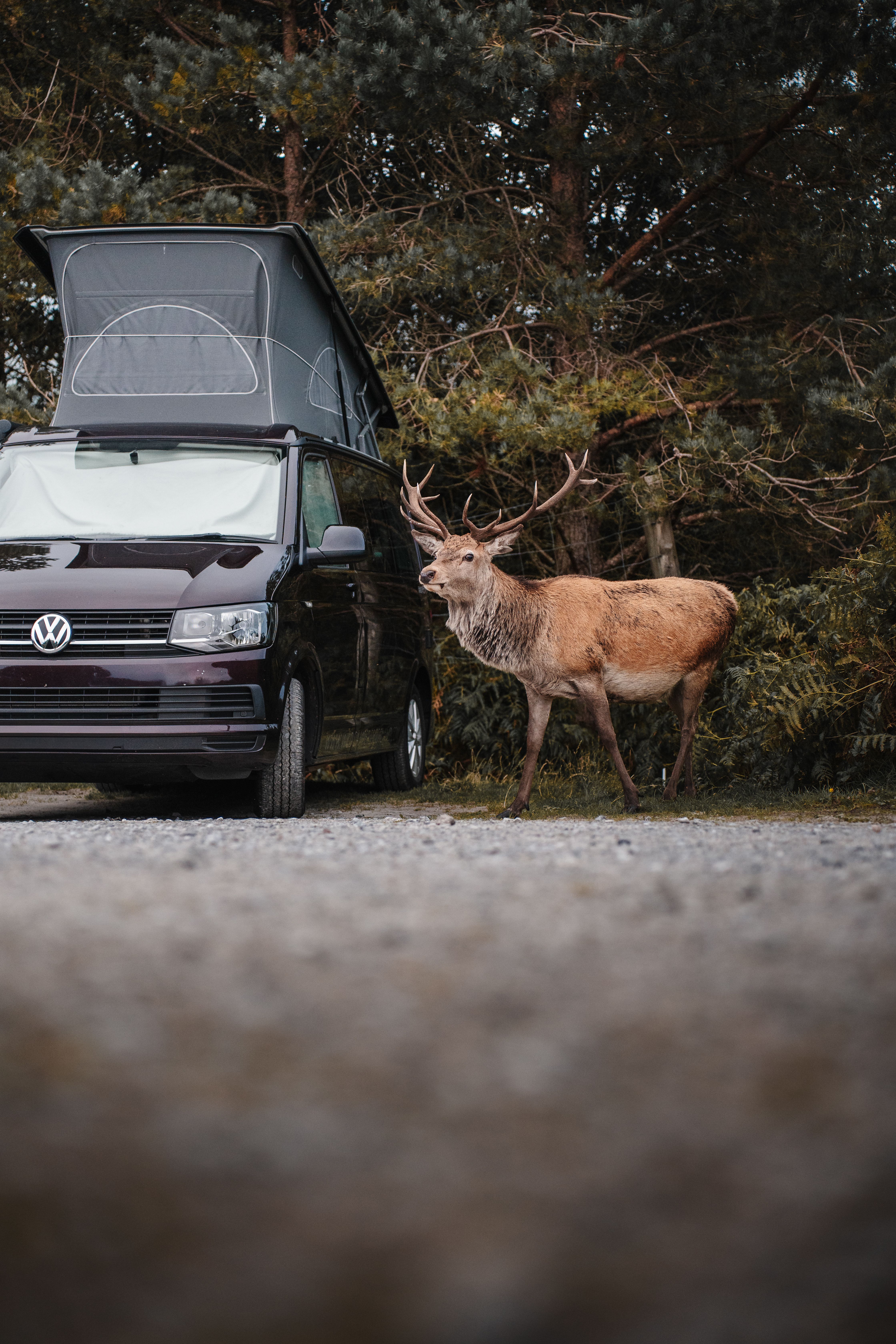 Wild Deer Standing by Camper Van in Forest · Free Stock Photo