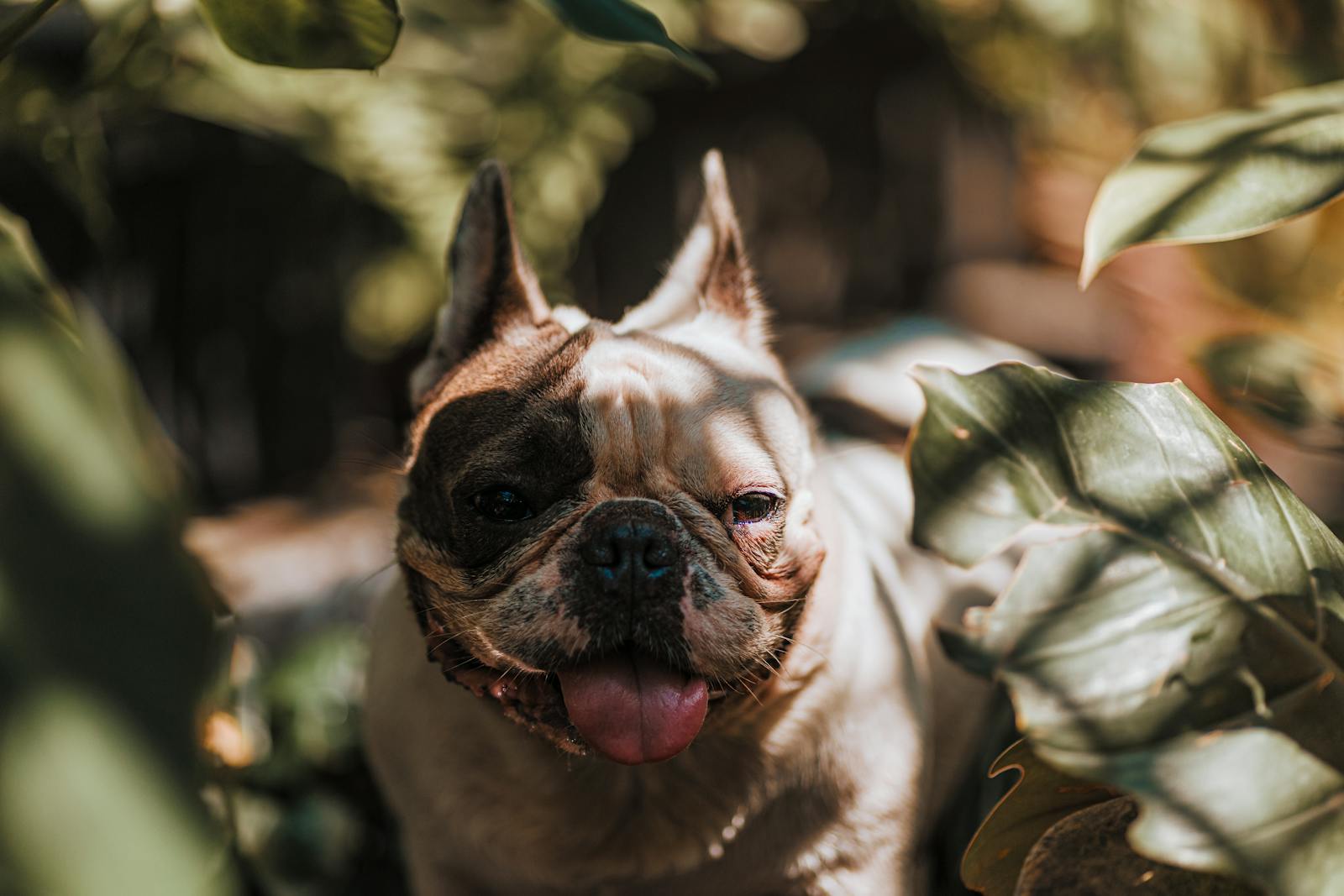 French Bulldog Photos, Download The BEST Free French Bulldog Stock ...