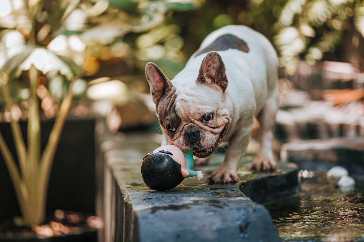 Bulldog Photos, Download The BEST Free Bulldog Stock Photos & HD Images