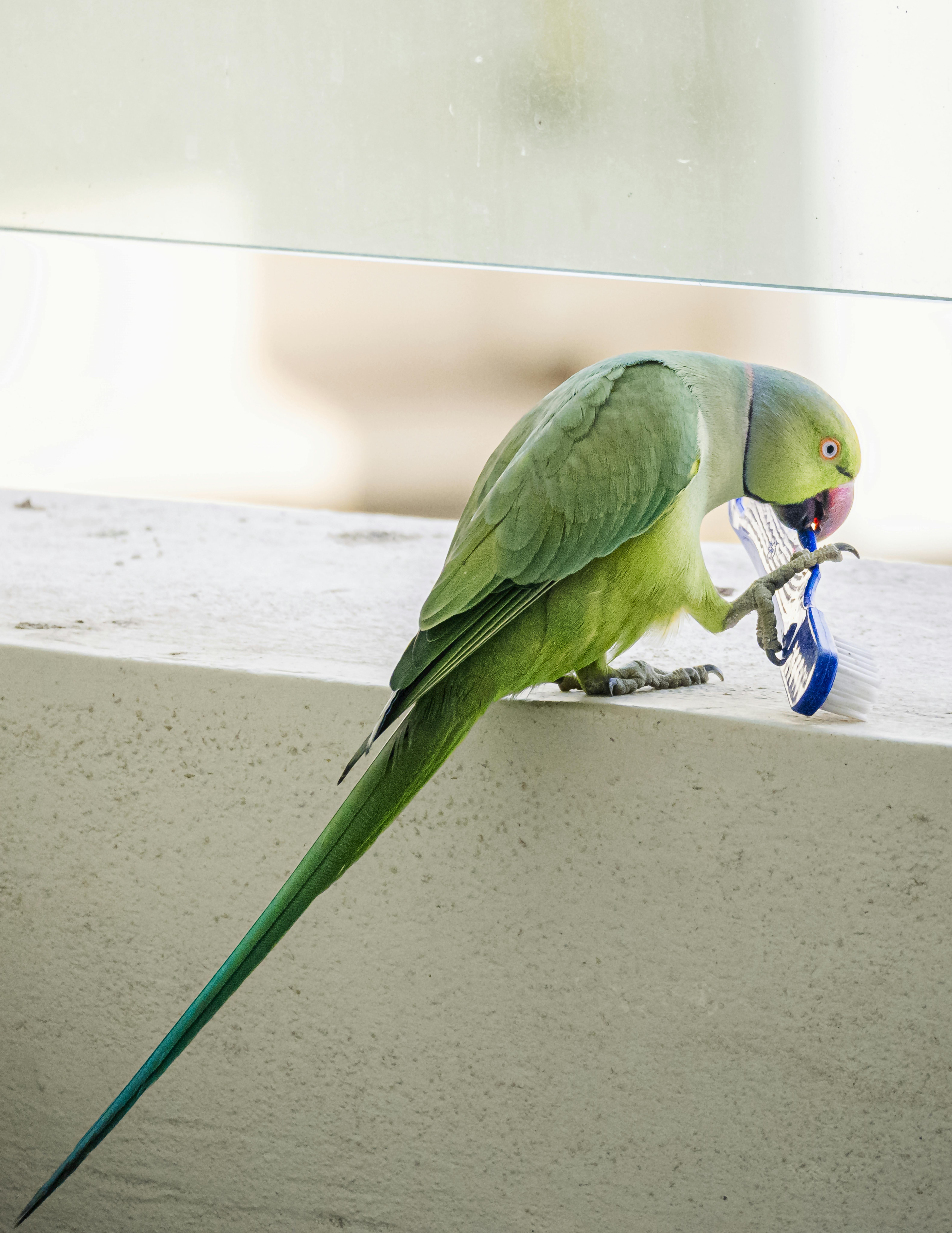 Captivating Parrot Interacting Indoors · Free Stock Photo