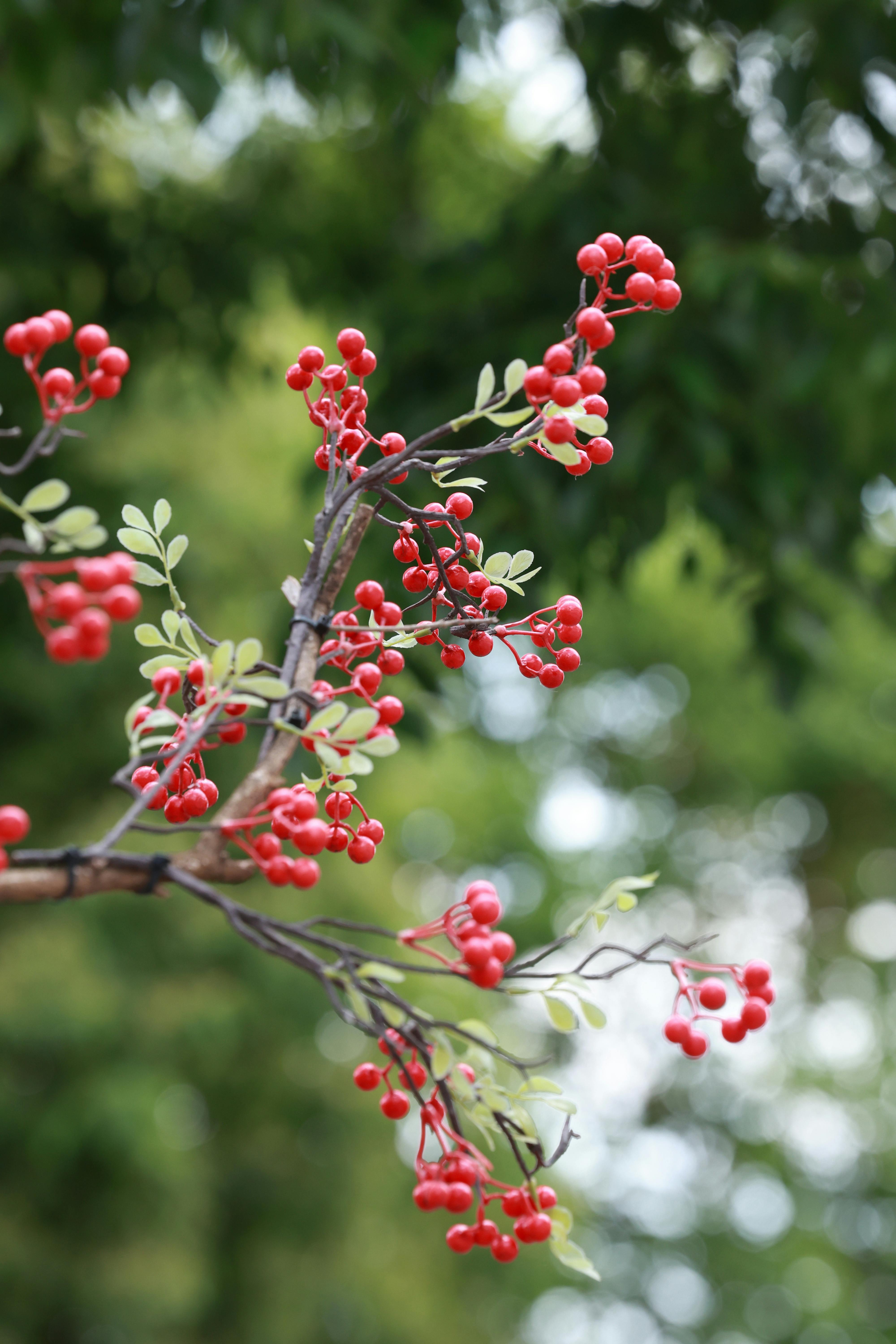 Vivid Red Berries on Branch Against Blurred Background · Free Stock Photo